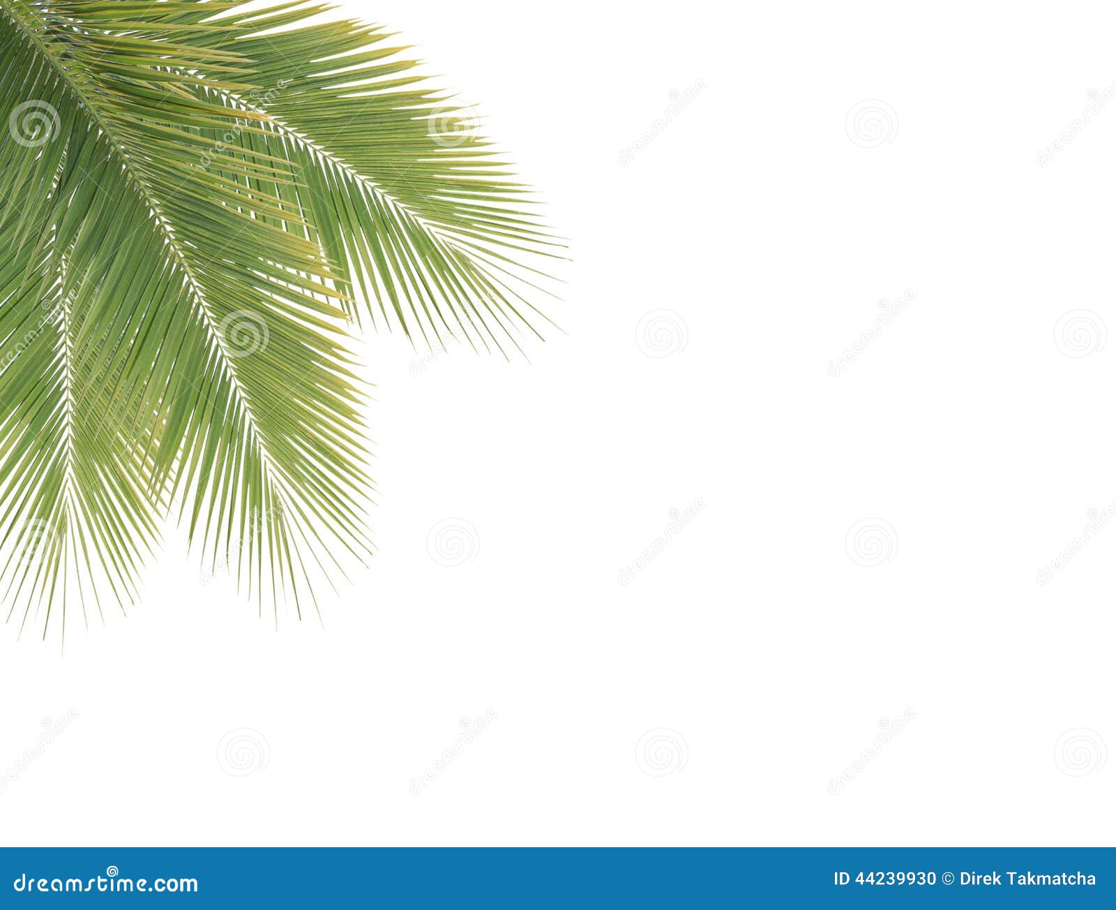Green coconut leaf frame stock photo. Image of closeup - 44239930