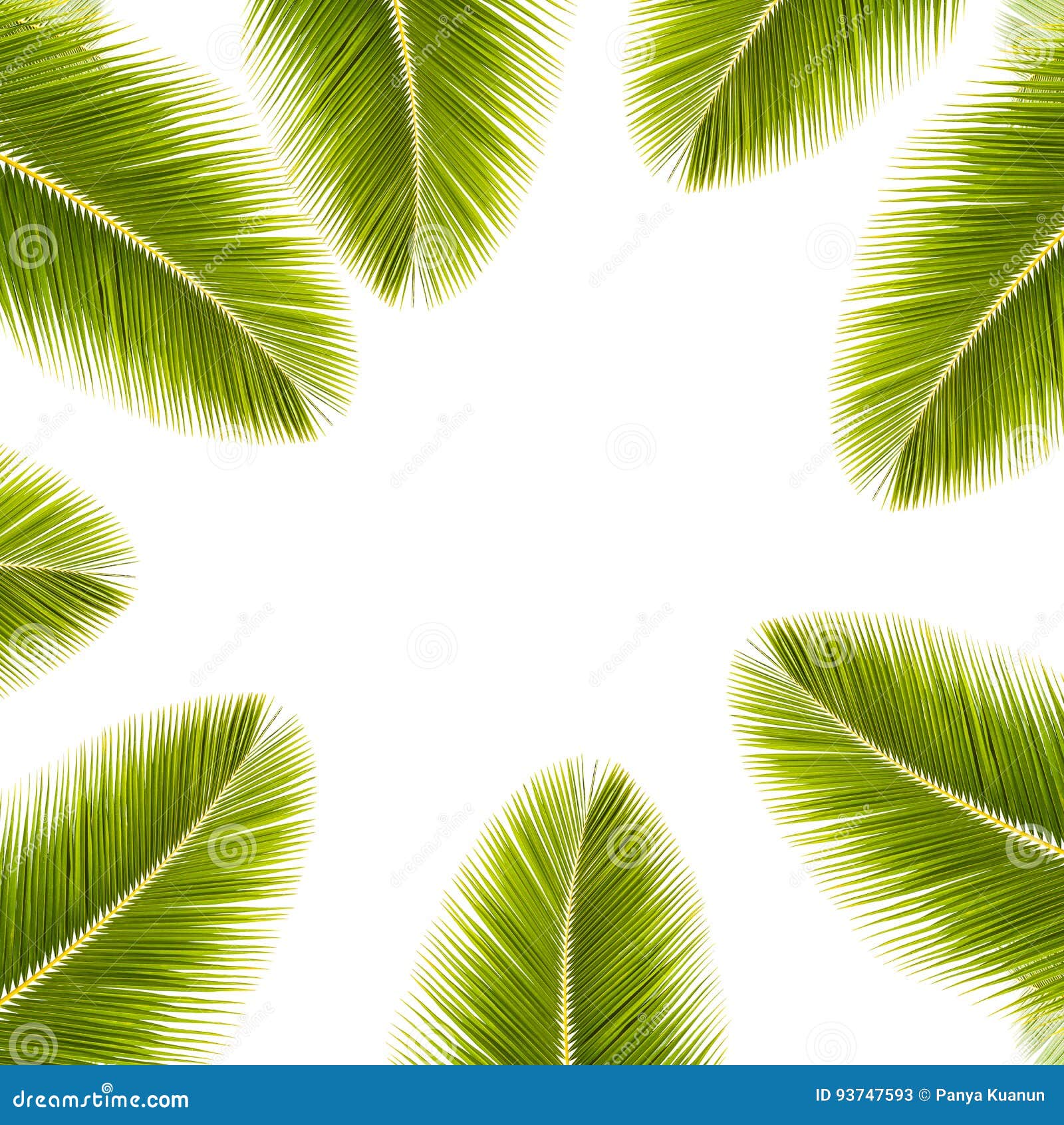 Green Coconut Leaf Frame Isolated on White Background. Stock Image ...