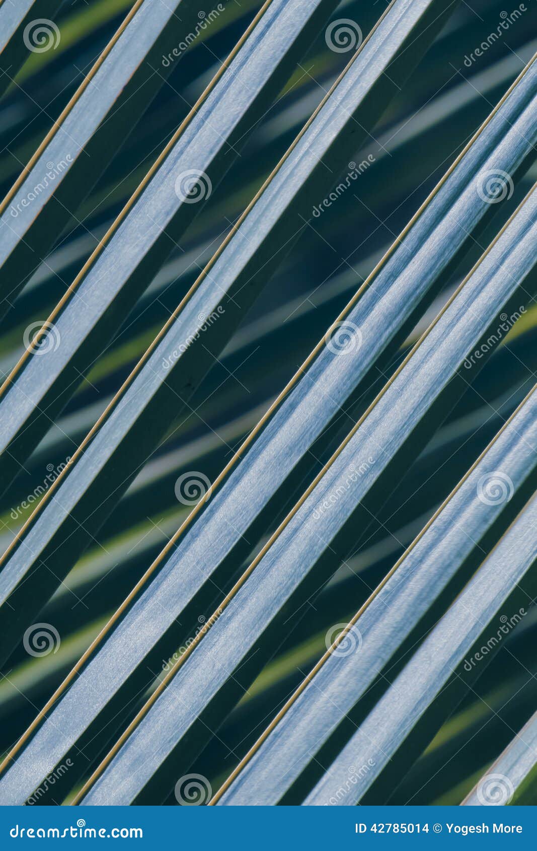 Green coconut leaf pattern stock photo. Image of symmetry - 42785014