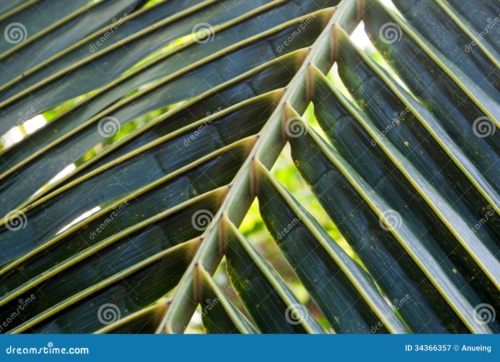 Green coconut leaf stock image. Image of details, herb - 34366357