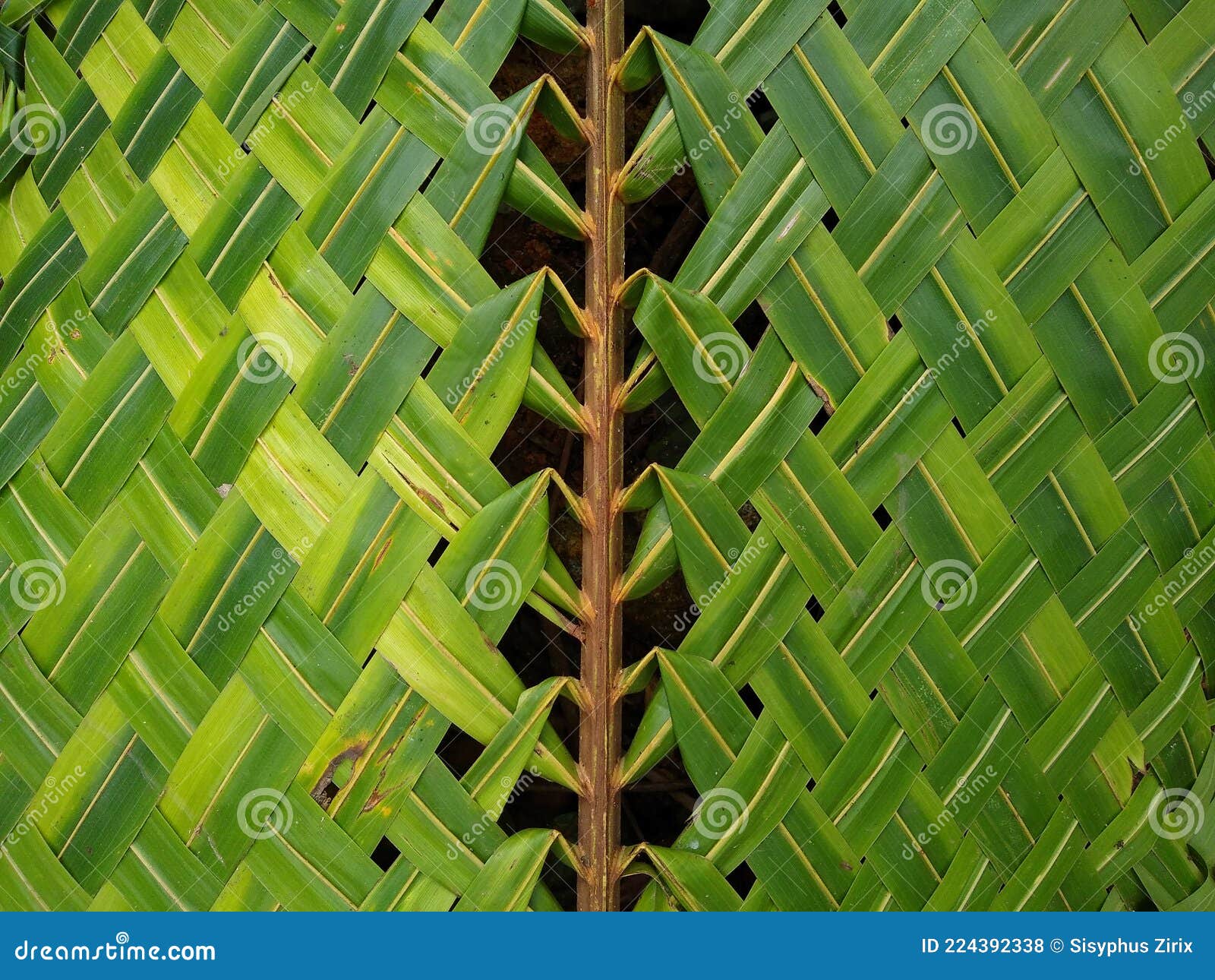 Green Coconut Leaf Roofing, Green Pattern Stock Photo - Image of green ...