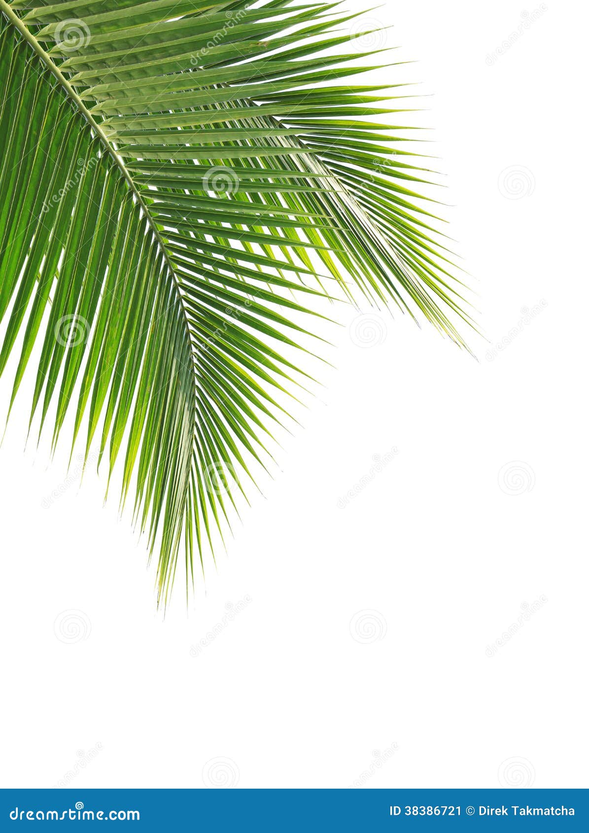 Green Coconut Leaf on White Background Stock Image - Image of cycas ...