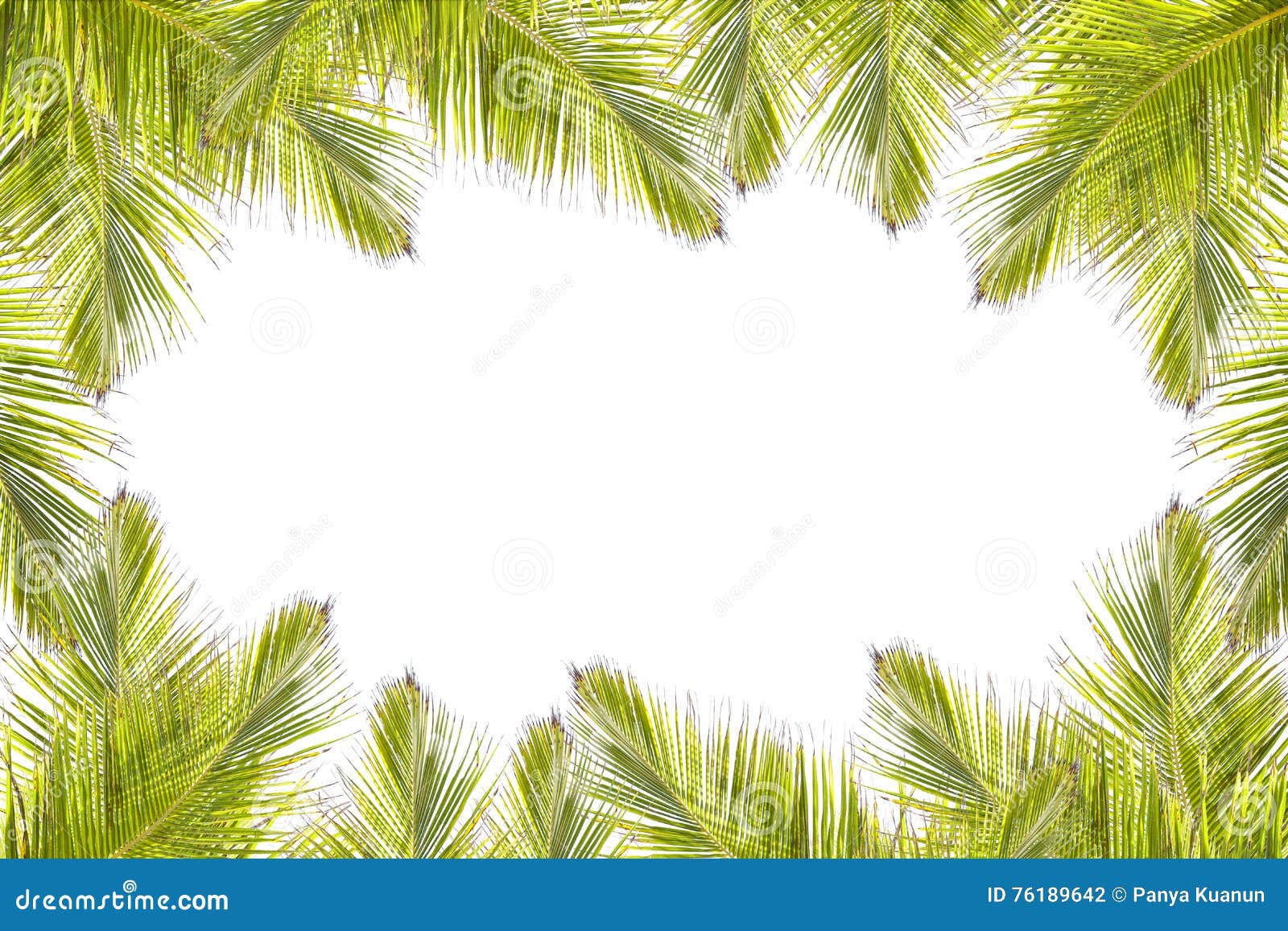 Green Coconut Leaves Frame Isolated on White Background. Stock Photo ...