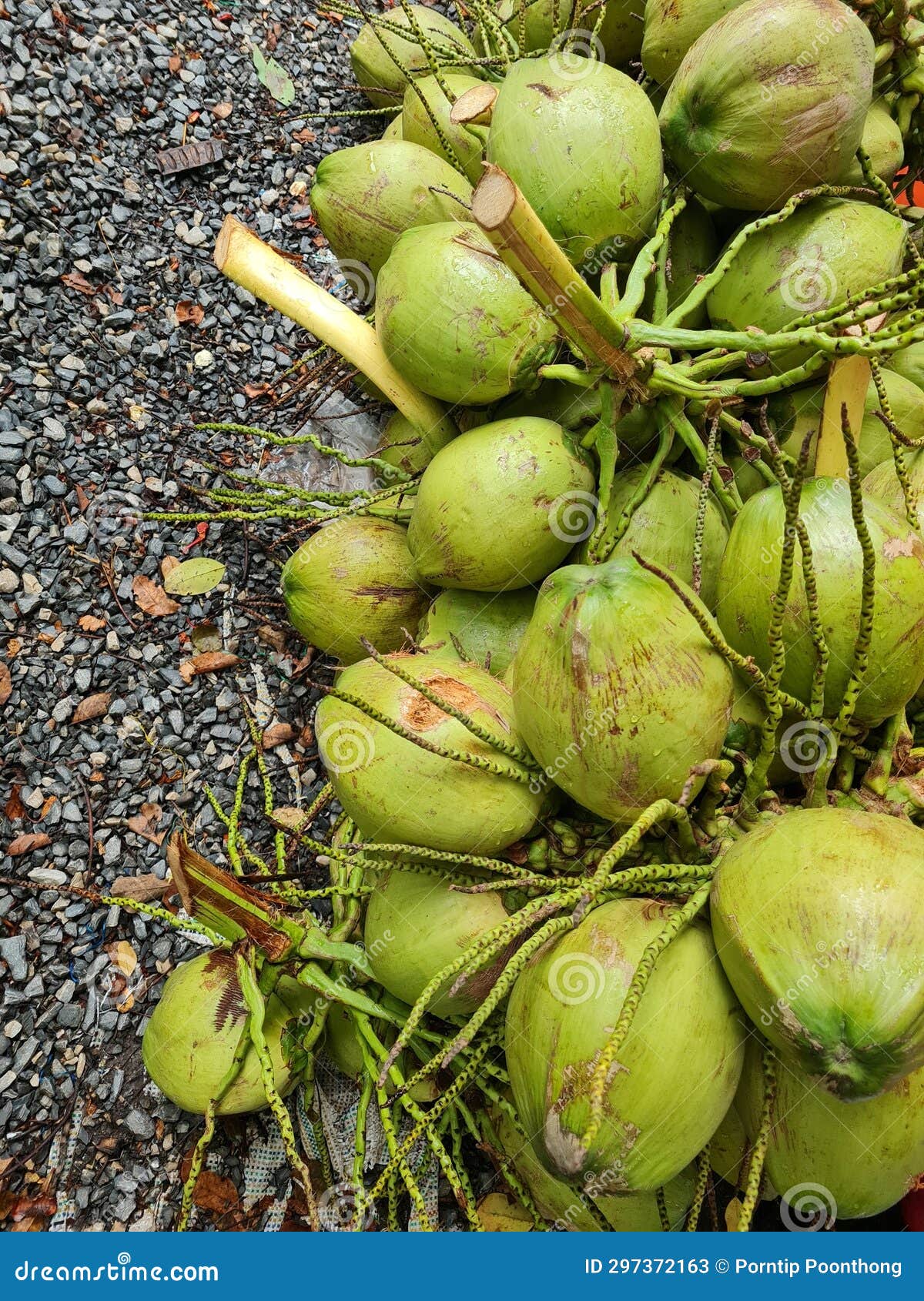 Coconuts on ground stock image. Image of exotic, benefits - 297372163