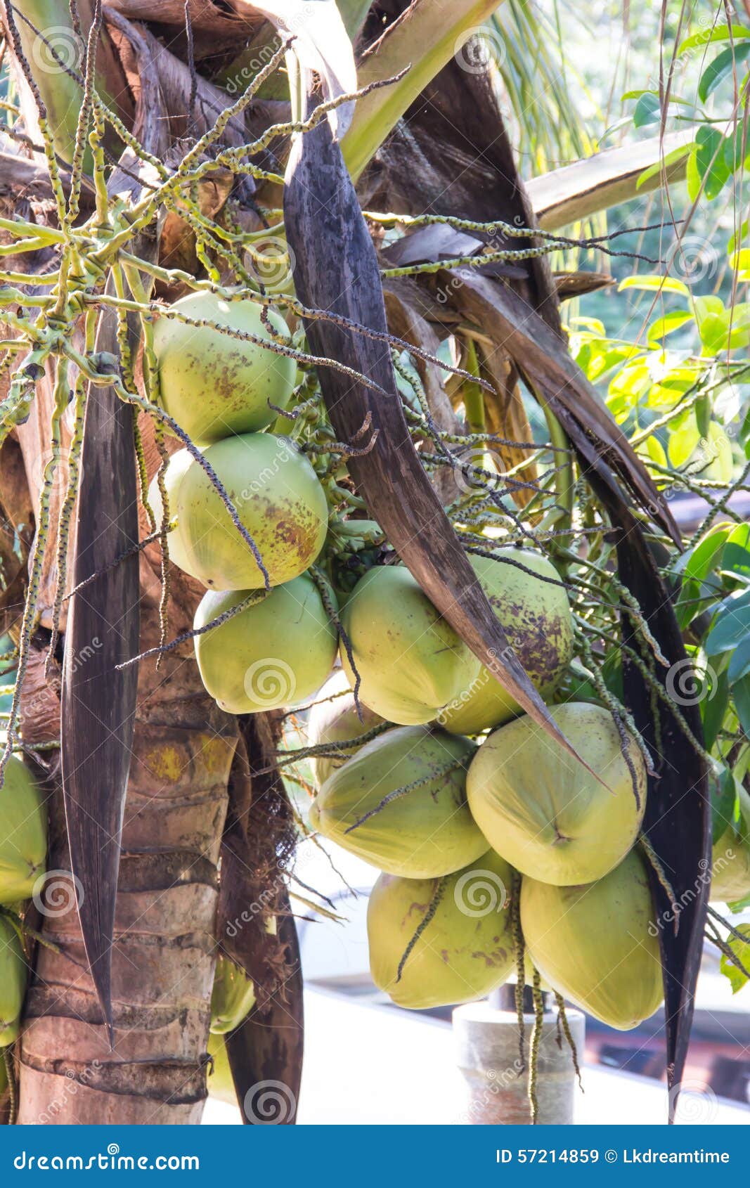 Green coconut at palm tree stock image. Image of healthy - 57214859