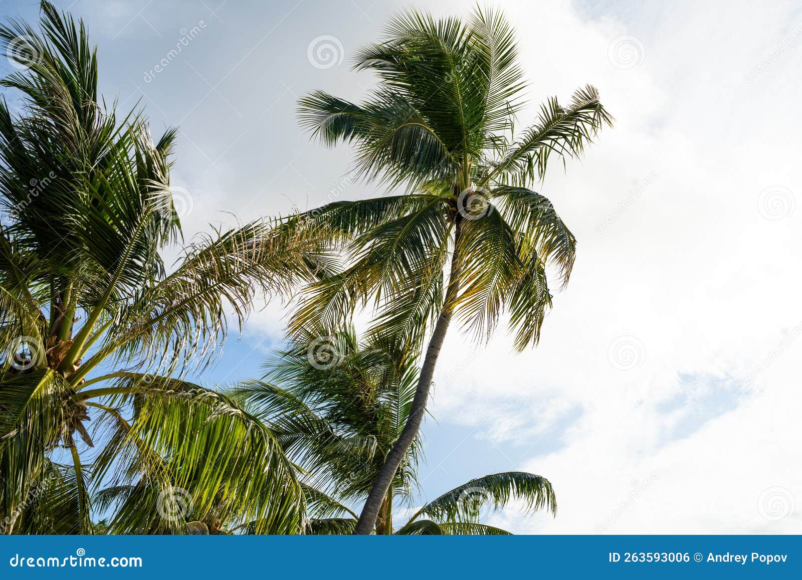 Green Coconut Palm Tree Leaves Against Stock Photo - Image of holiday ... Green Coconut Palm Tree Leaves Against Stock Photo - Image of holiday ...