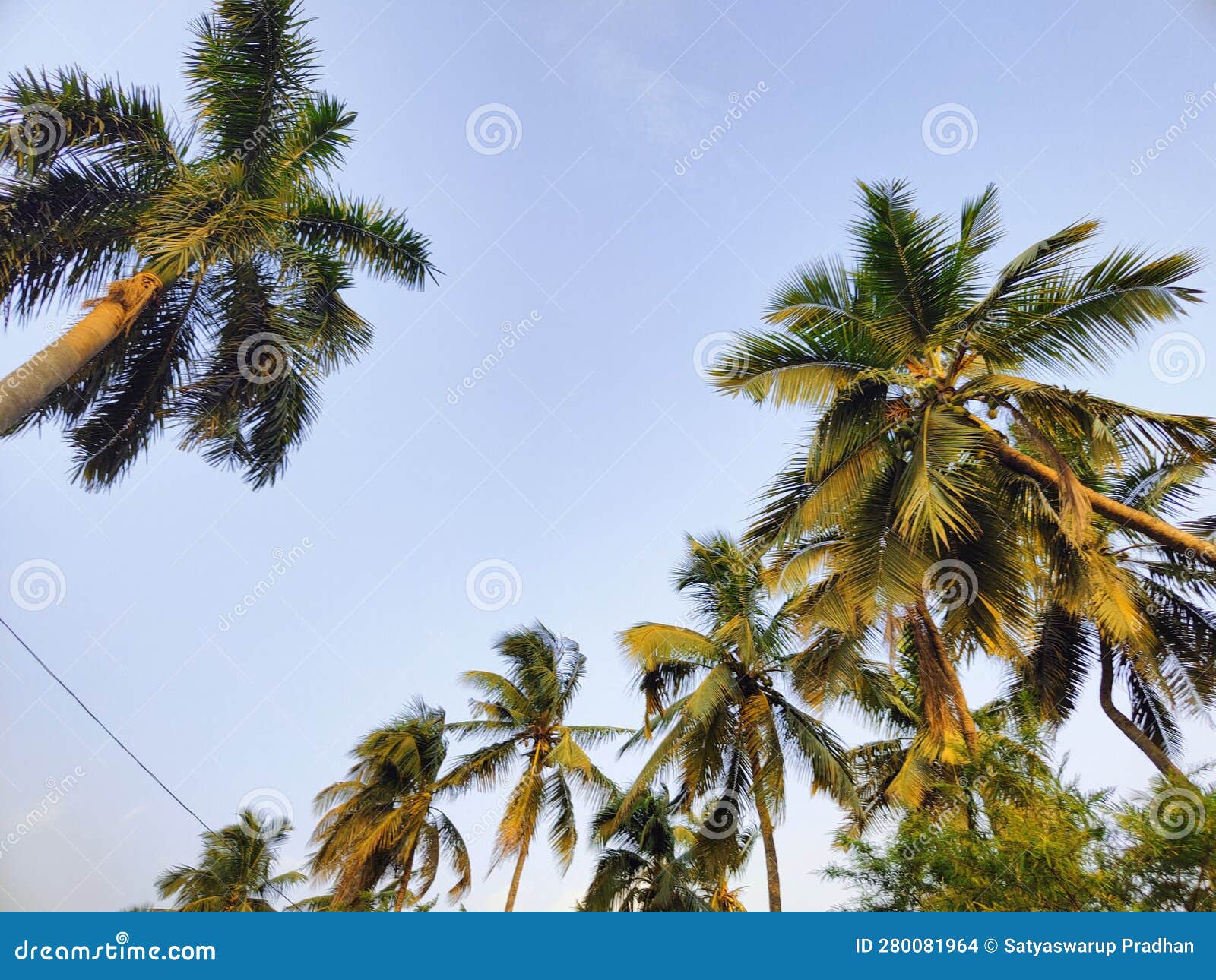 Green Coconut Plants Standing Tall Stock Photo - Image of standi, tall ...