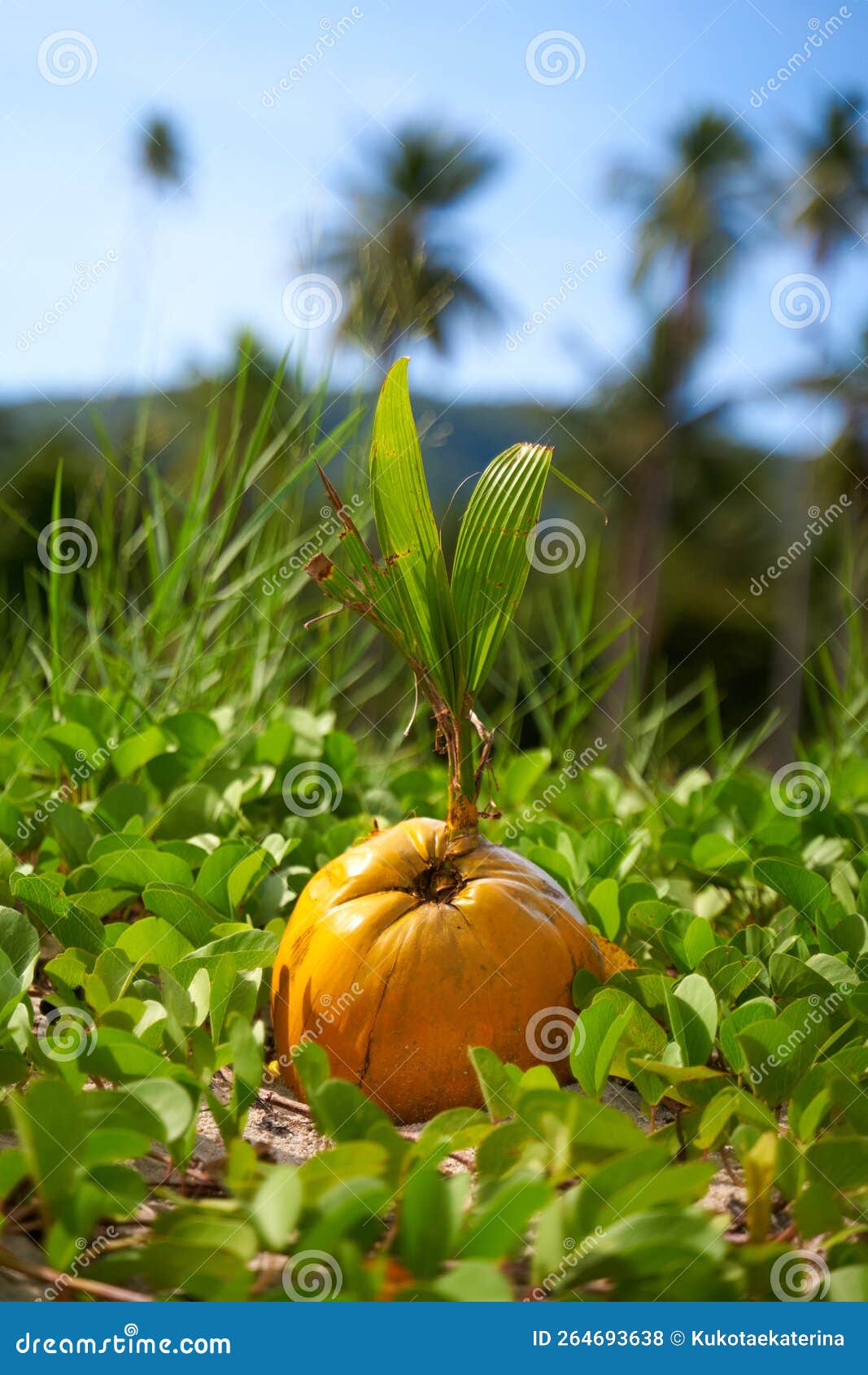 Green Coconut Stem Growing from a Coconut Fallen from a Tree. Breeding ...
