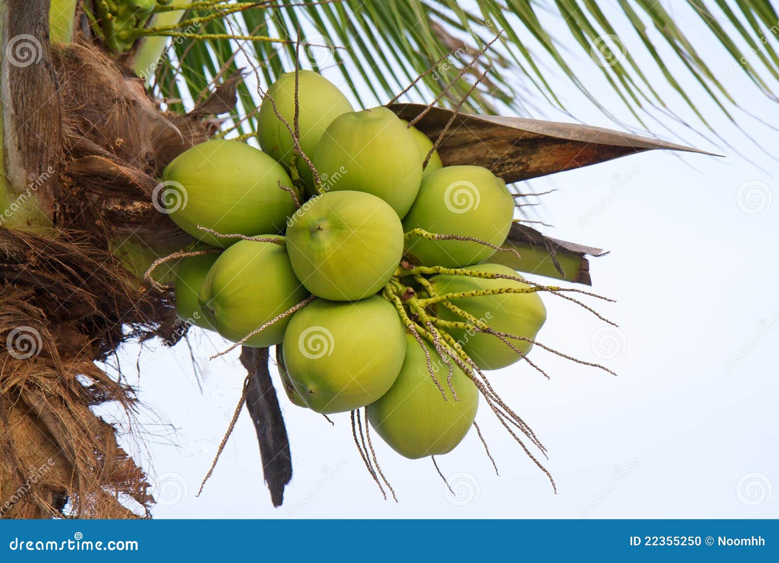 Green coconut at tree stock photo. Image of milk, fresh - 22355250