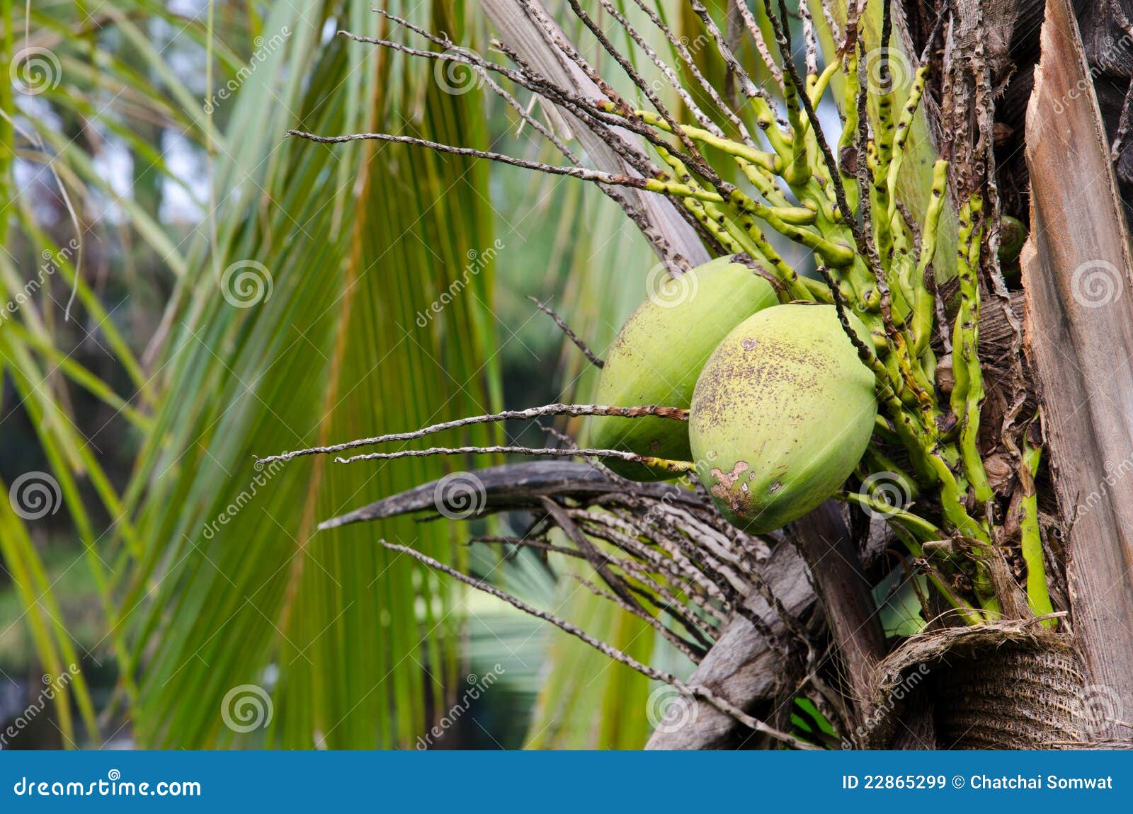 Green coconut at tree stock image. Image of bright, growth - 22865299