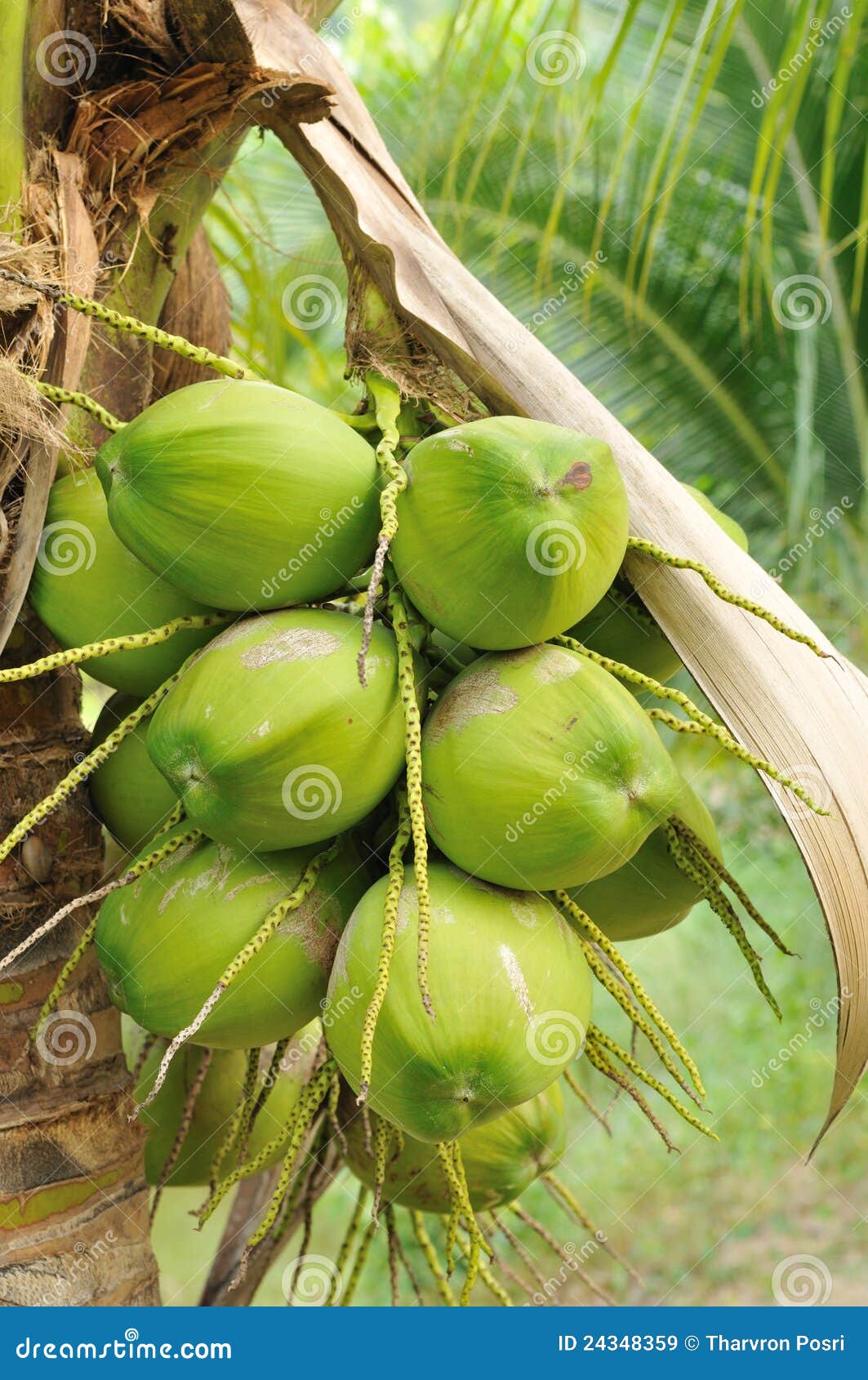 Green coconut at tree stock image. Image of milk, nutrition - 24348359