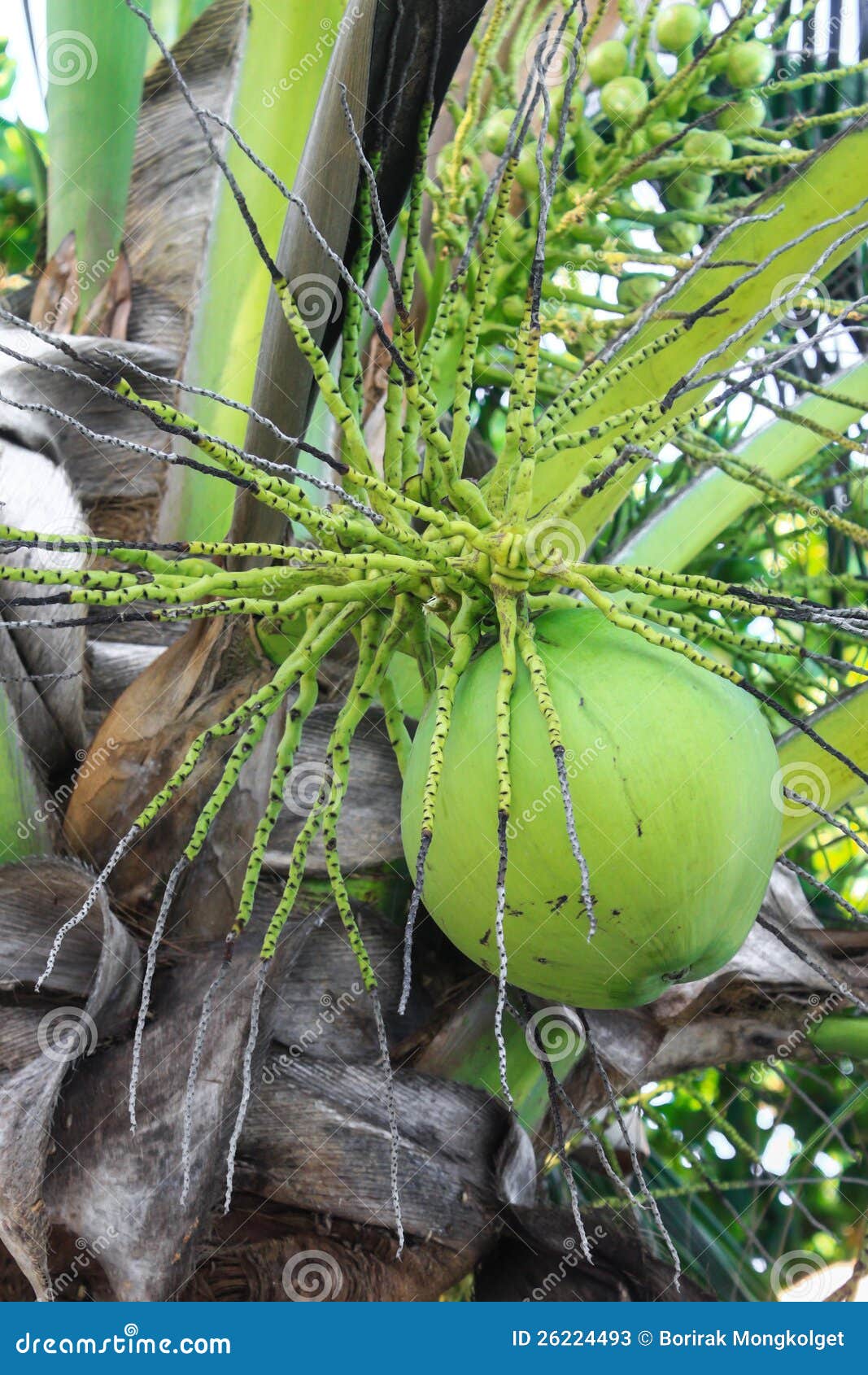 Green coconut at tree stock image. Image of closeup, broken - 26224493
