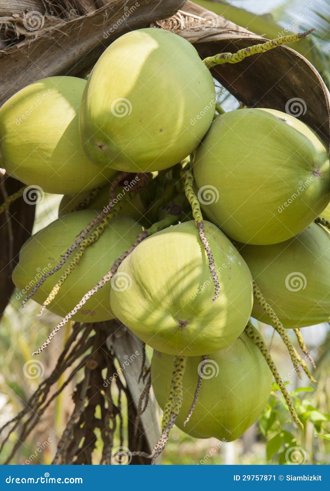 Green coconut stock image. Image of natural, bright, exotic - 29757871