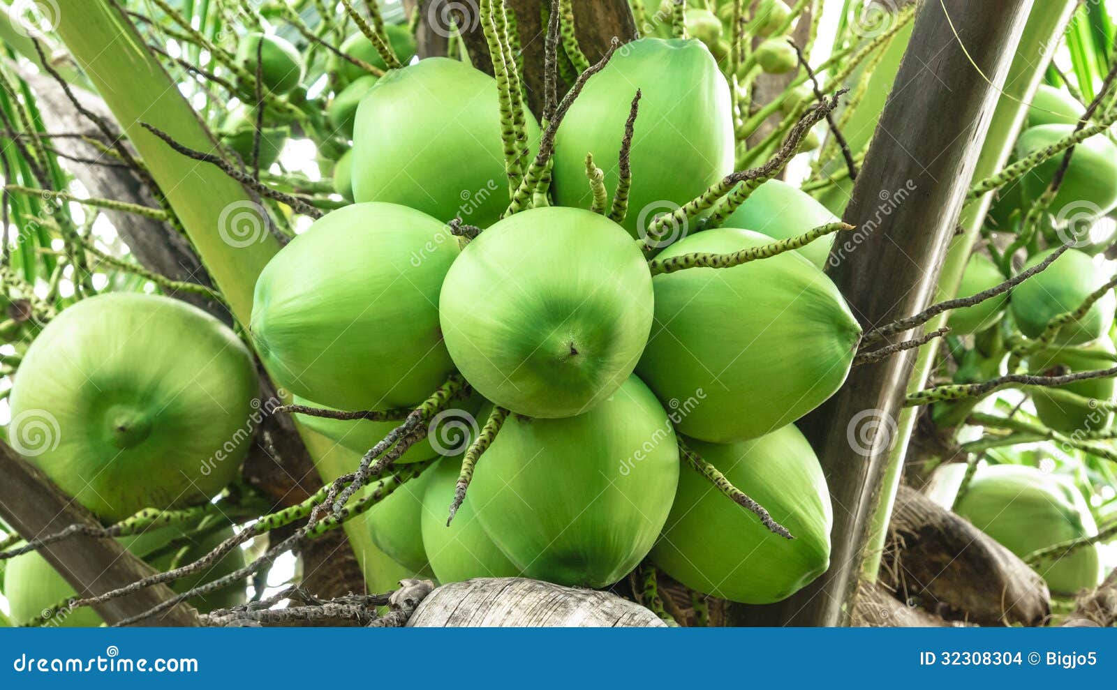 Green coconut stock photo. Image of asia, coconut, leaf - 32308304