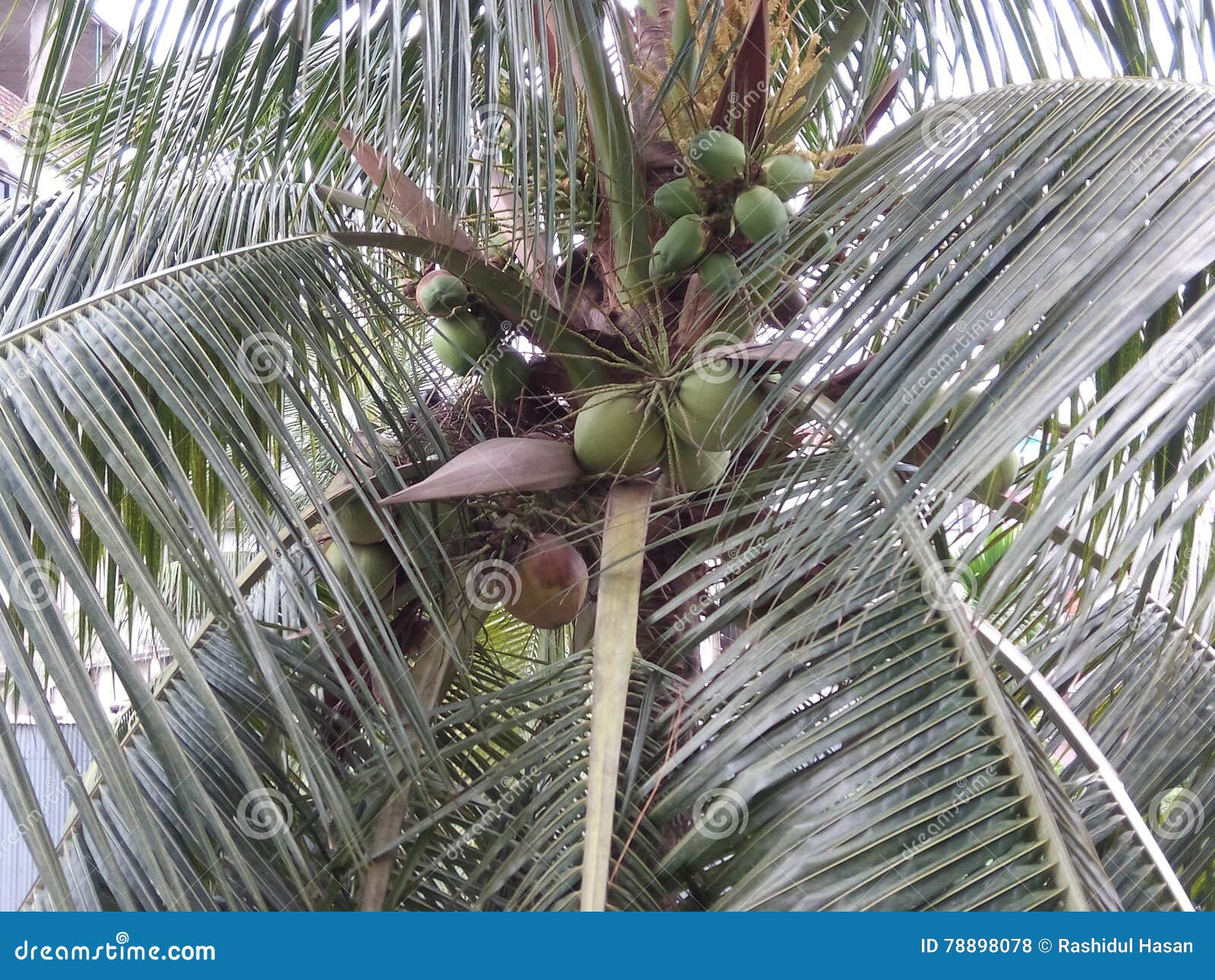 Green coconut Tree stock photo. Image of flower, morning - 78898078