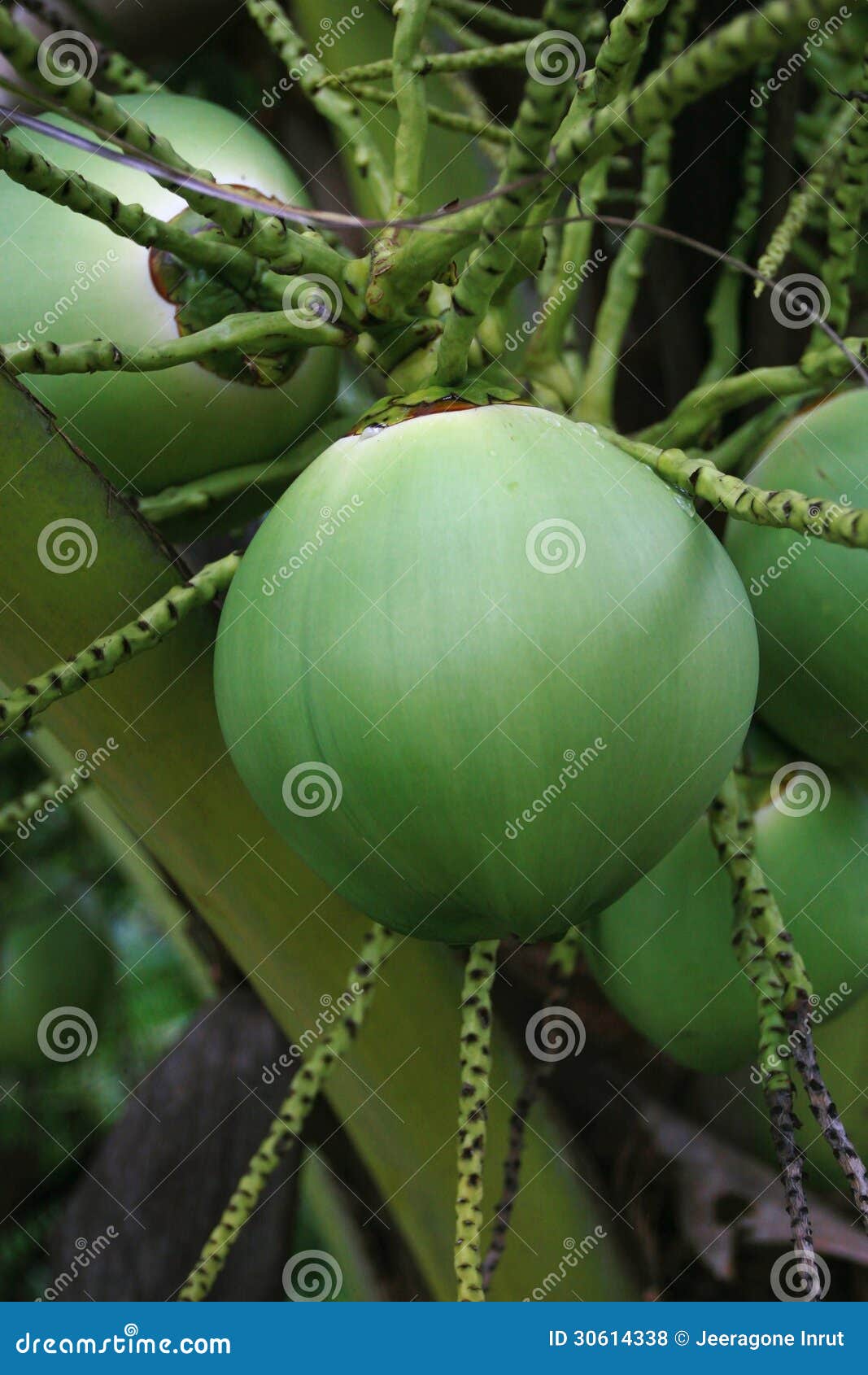 Green coconut at tree stock photo. Image of outdoors - 30614338