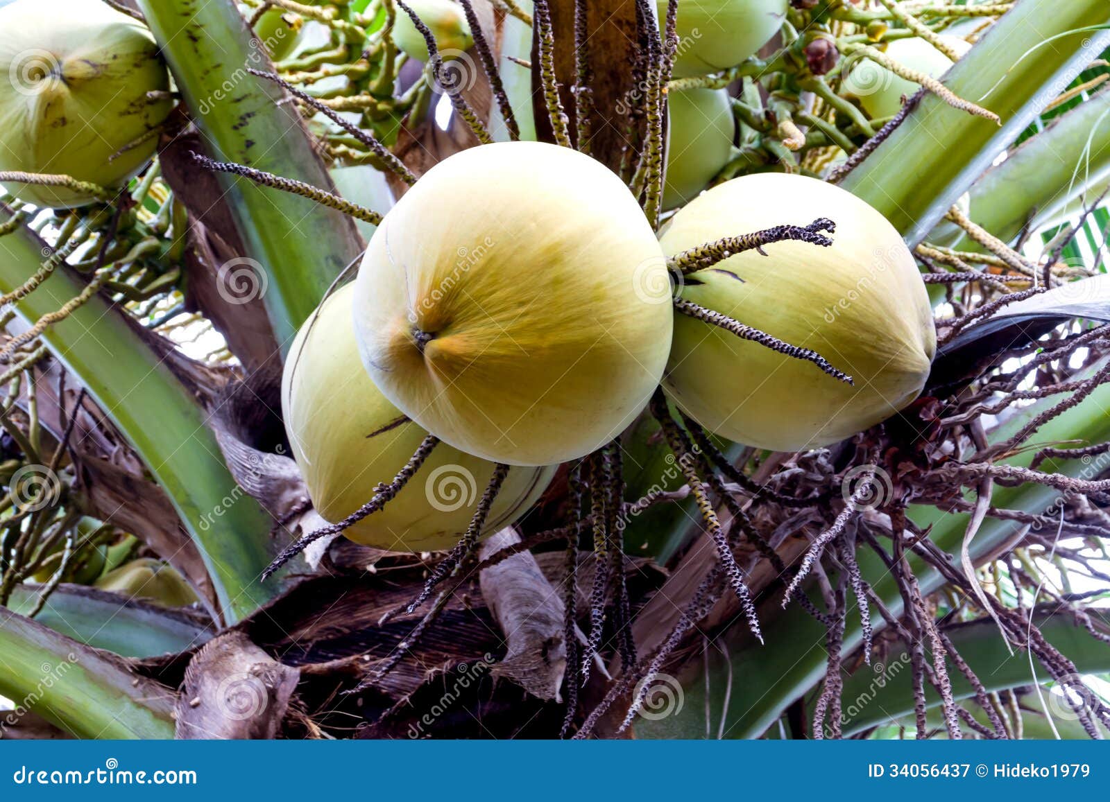 Green coconut at tree stock image. Image of floral, green - 34056437