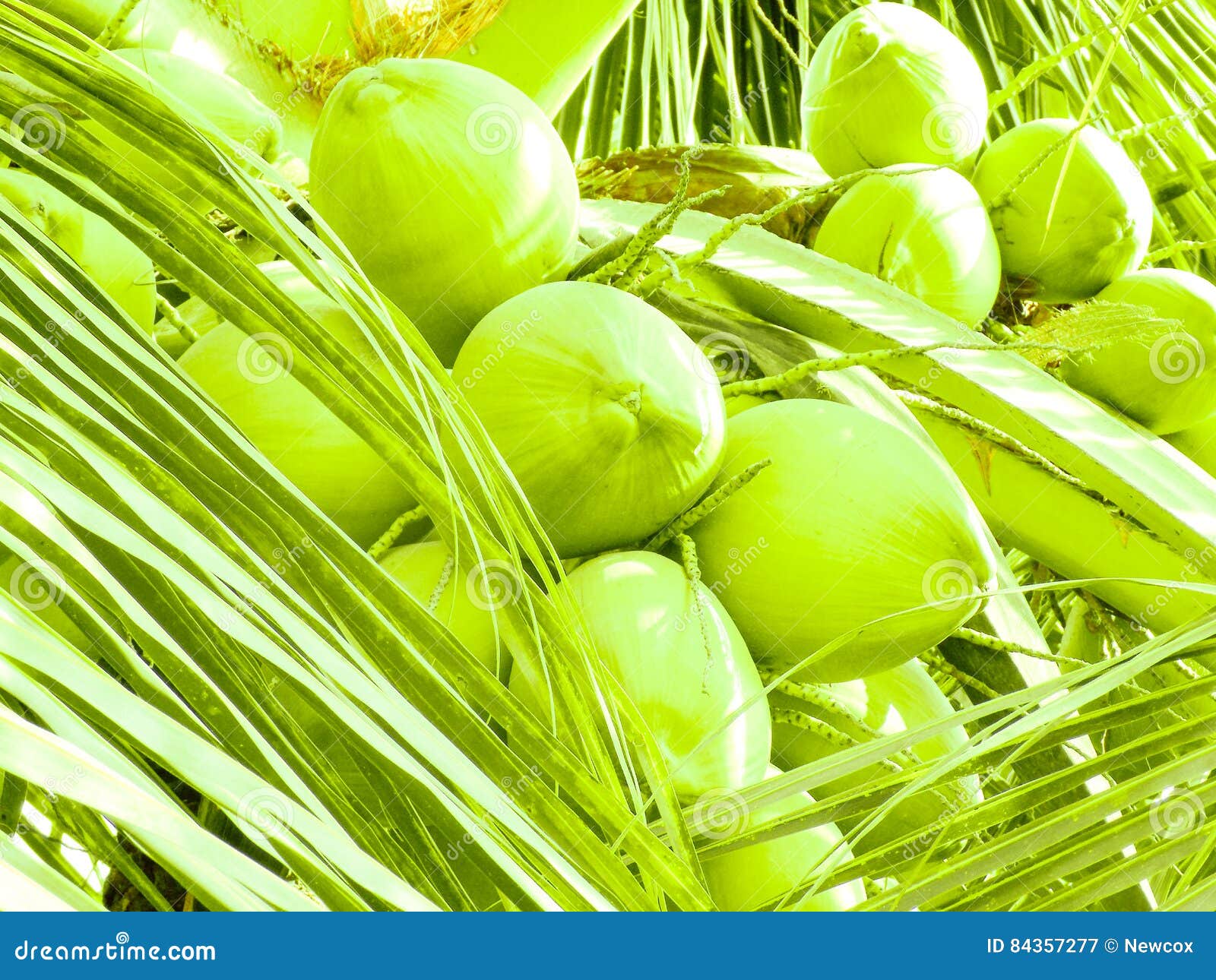 Green Coconut at Tree stock image. Image of natural, design - 84357277