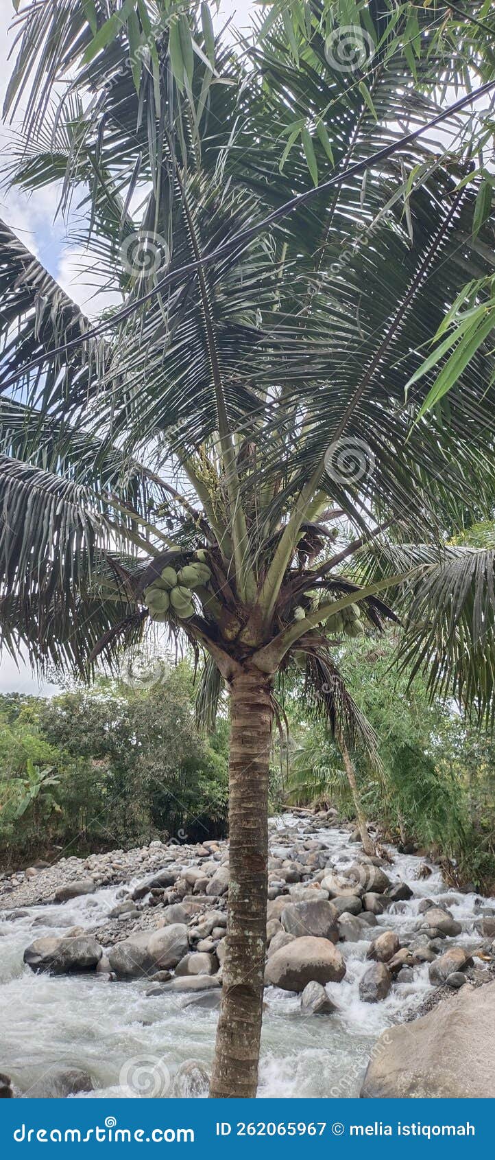 Green Coconut Tree beside River Stock Image - Image of rock, coconut ...