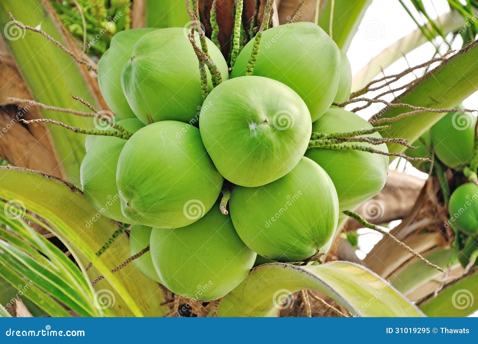 Green coconut stock image. Image of healthy, floral, fruit - 31019295