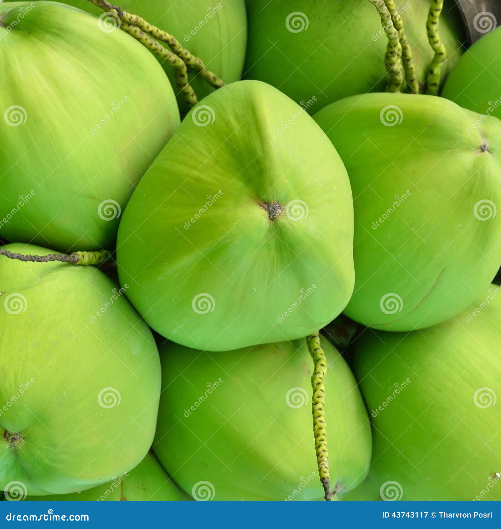 Green coconut at tree stock image. Image of food, freshness - 43743117