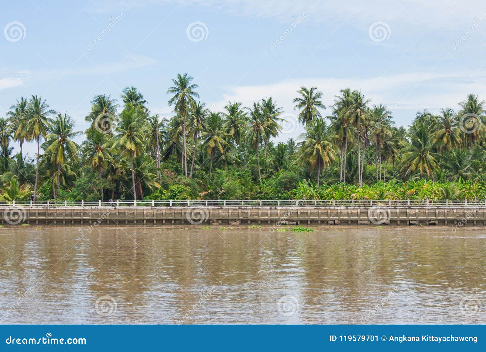 Green Coconut Trees Orchard Along Side with Concrete Walkway and River ...