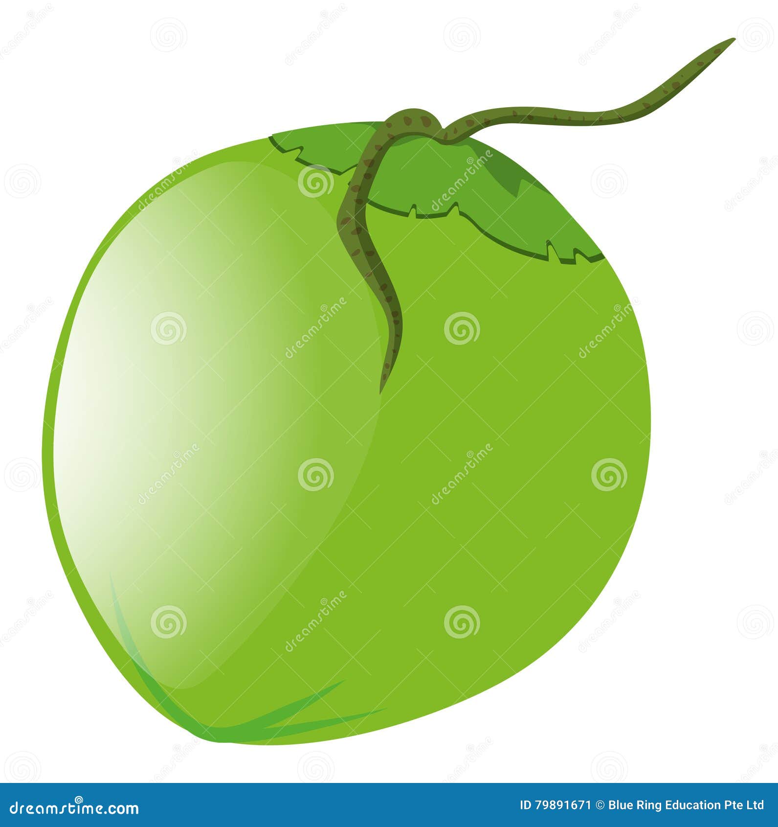 Green Coconut on White Background Stock Vector - Illustration of ...
