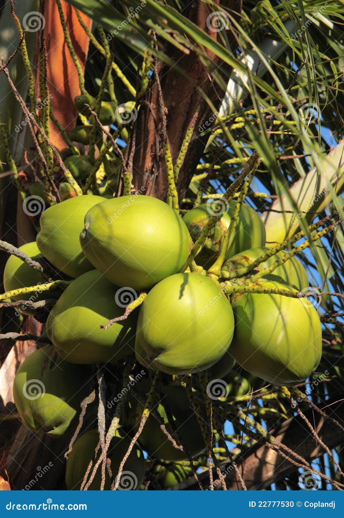 Green Coconuts stock photo. Image of bunch, tree, alagoas - 22777530
