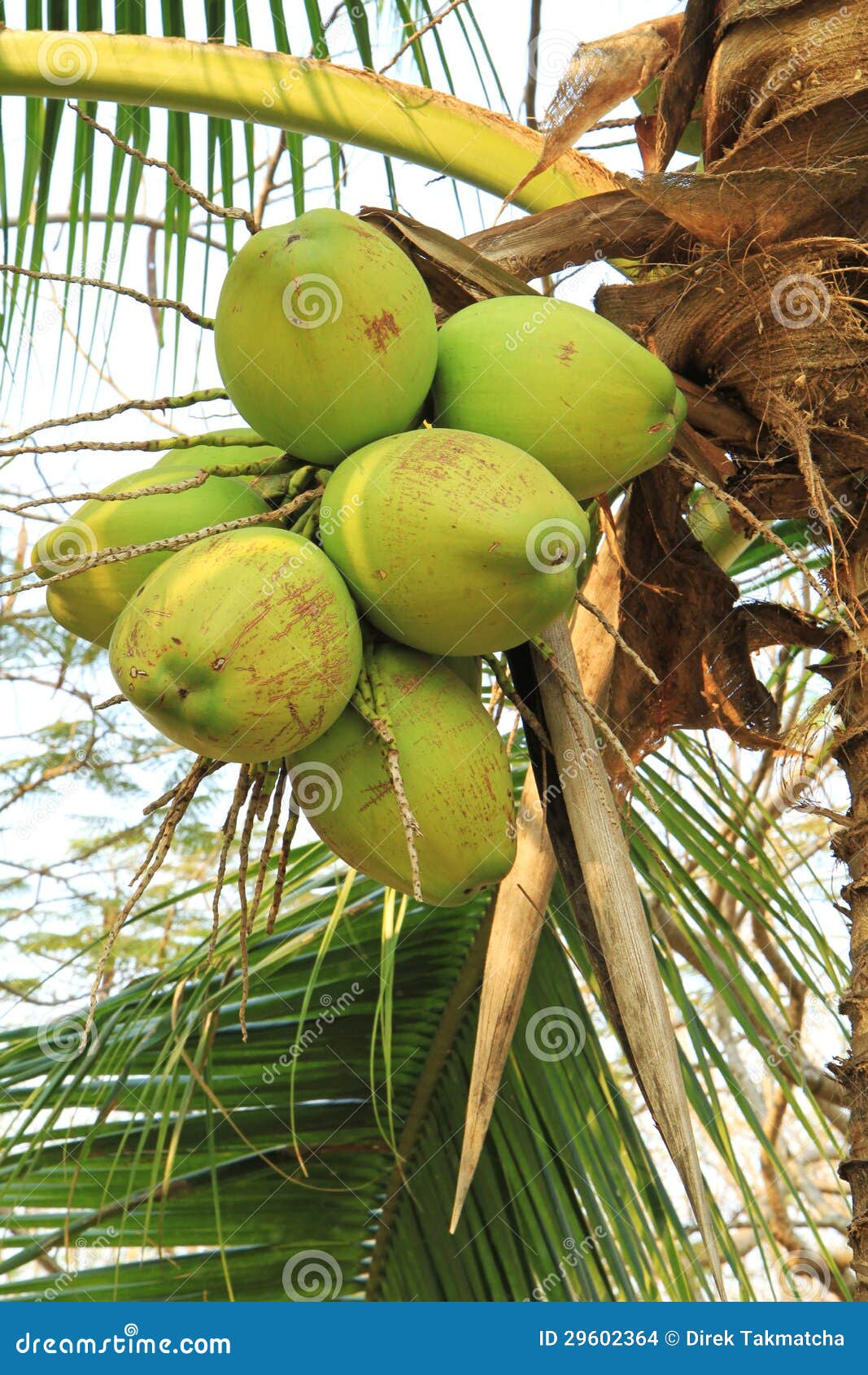 Green coconuts stock photo. Image of circle, open, full - 29602364