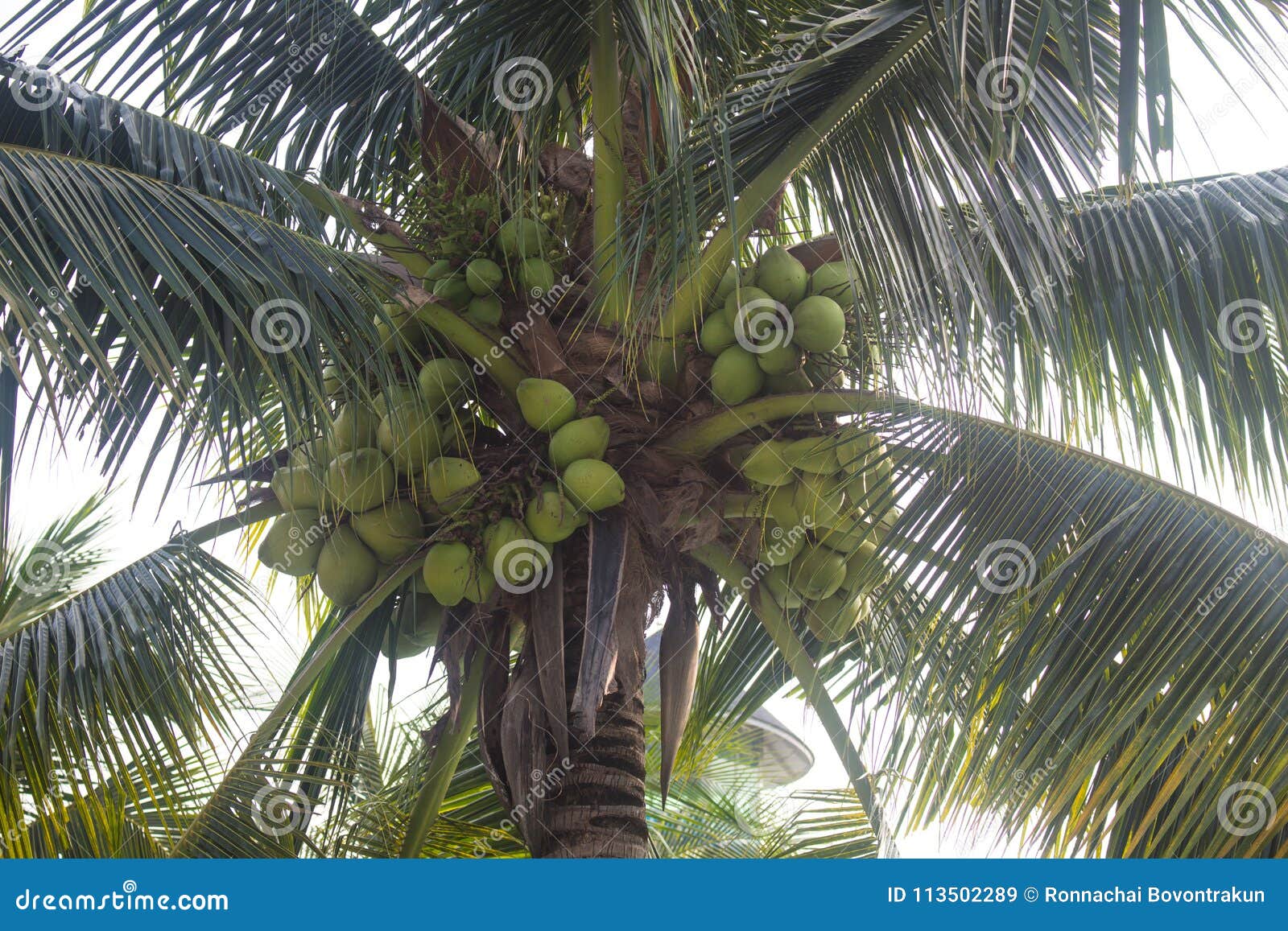 The Green Coconuts on Coconut Tree Stock Image - Image of closeup ...