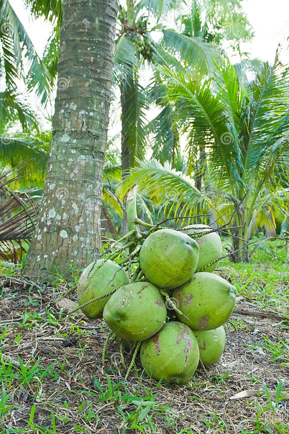 Green coconuts fruit stock image. Image of milk, freshness - 25909077