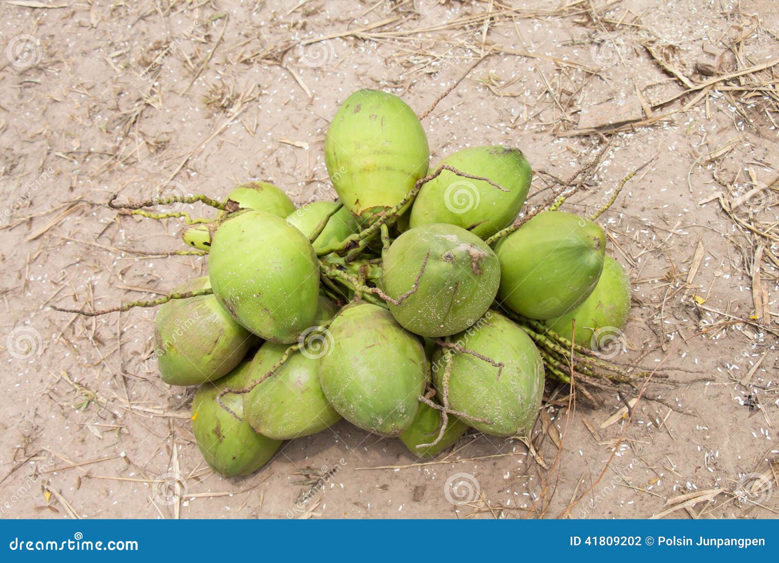 Green coconuts stock photo. Image of exotic, copy, closeup - 41809202