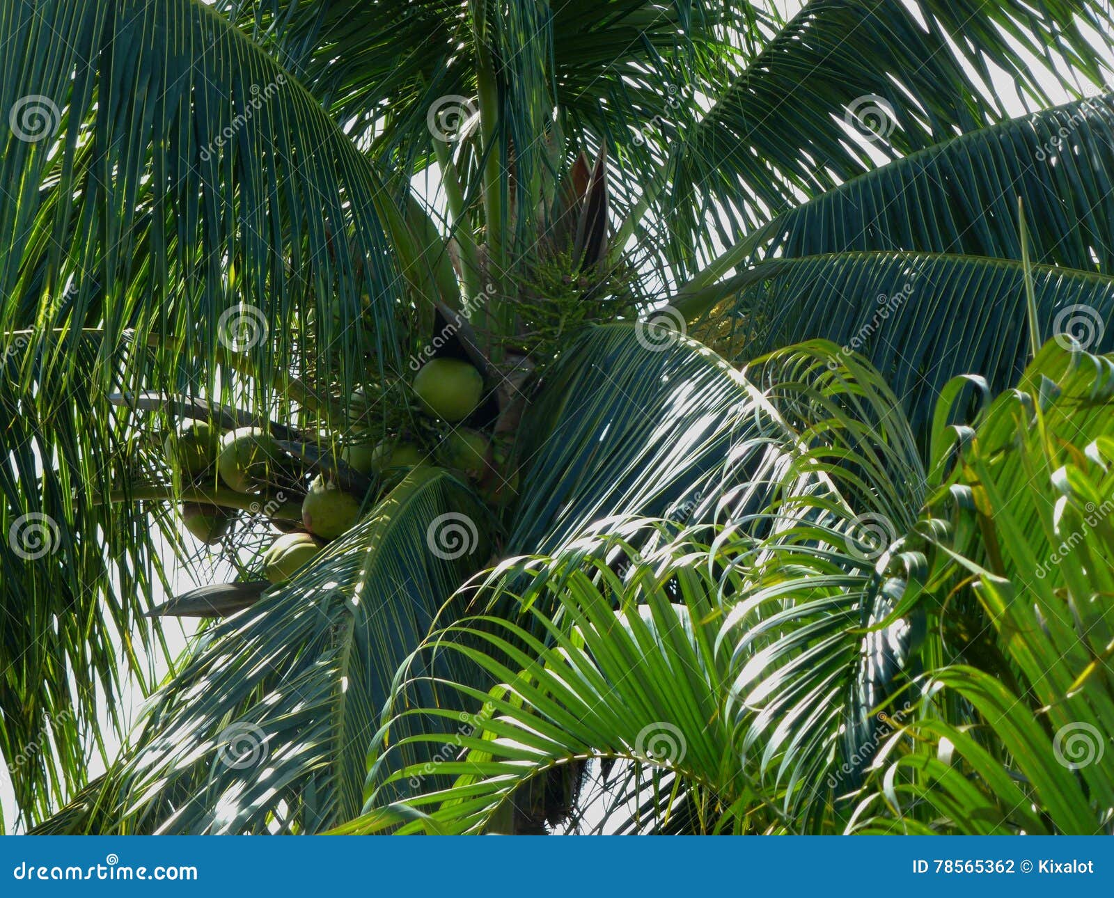 Green Coconuts among Palm Fronds Stock Photo - Image of background ...