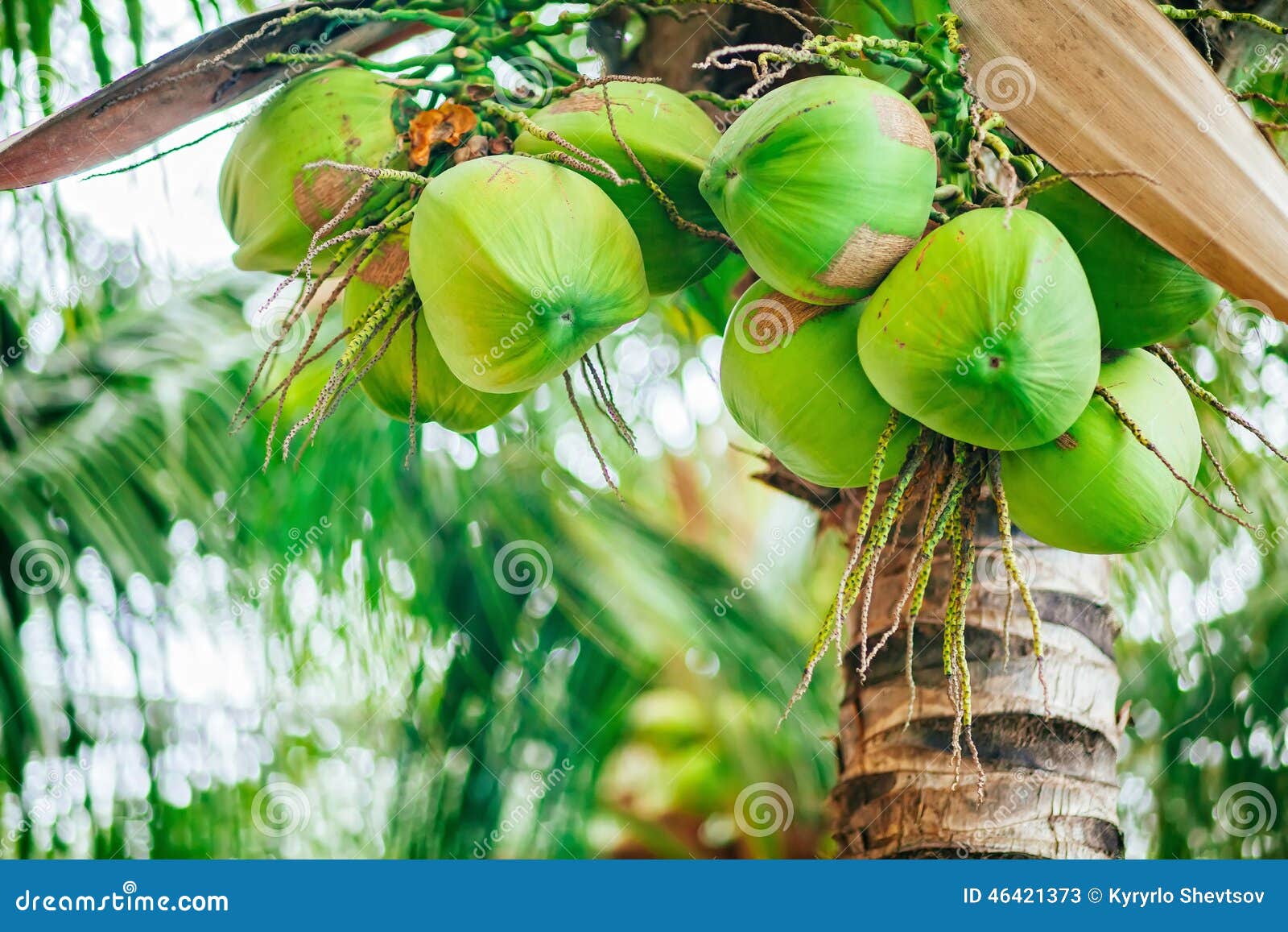 Green Coconuts on the Palm Tree Stock Image - Image of caribbean ...