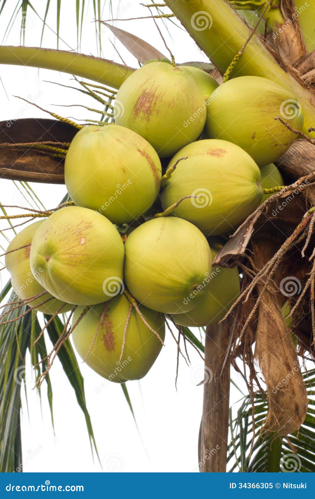 Green coconuts on tree stock image. Image of fruit, green - 34366305