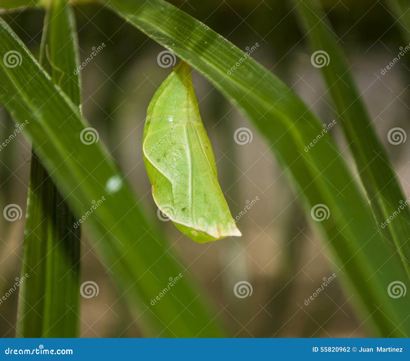 Green Cocoon stock photo. Image of insect, metamorphosis - 55820962