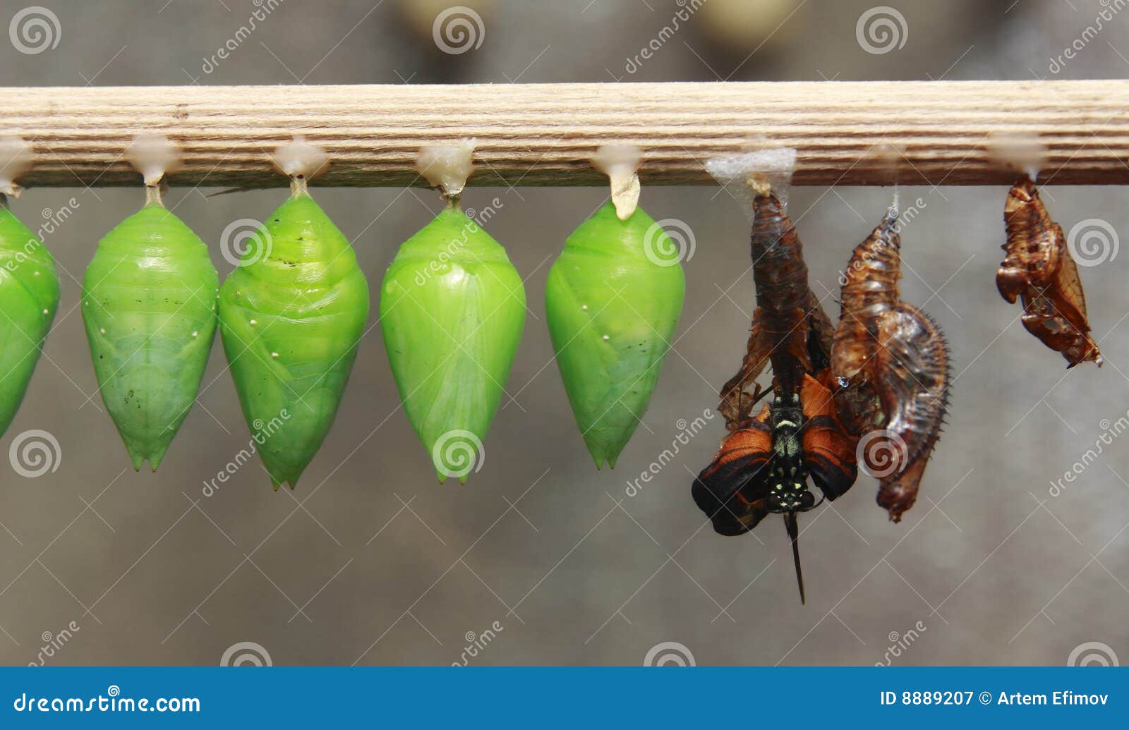 Green cocoons stock image. Image of tropical, color, cocoon - 8889207