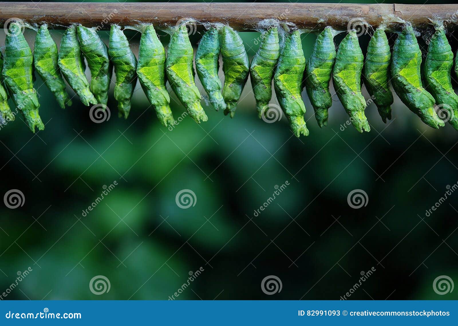 Green Cocoons On Tree Branch Picture. Image: 82991093