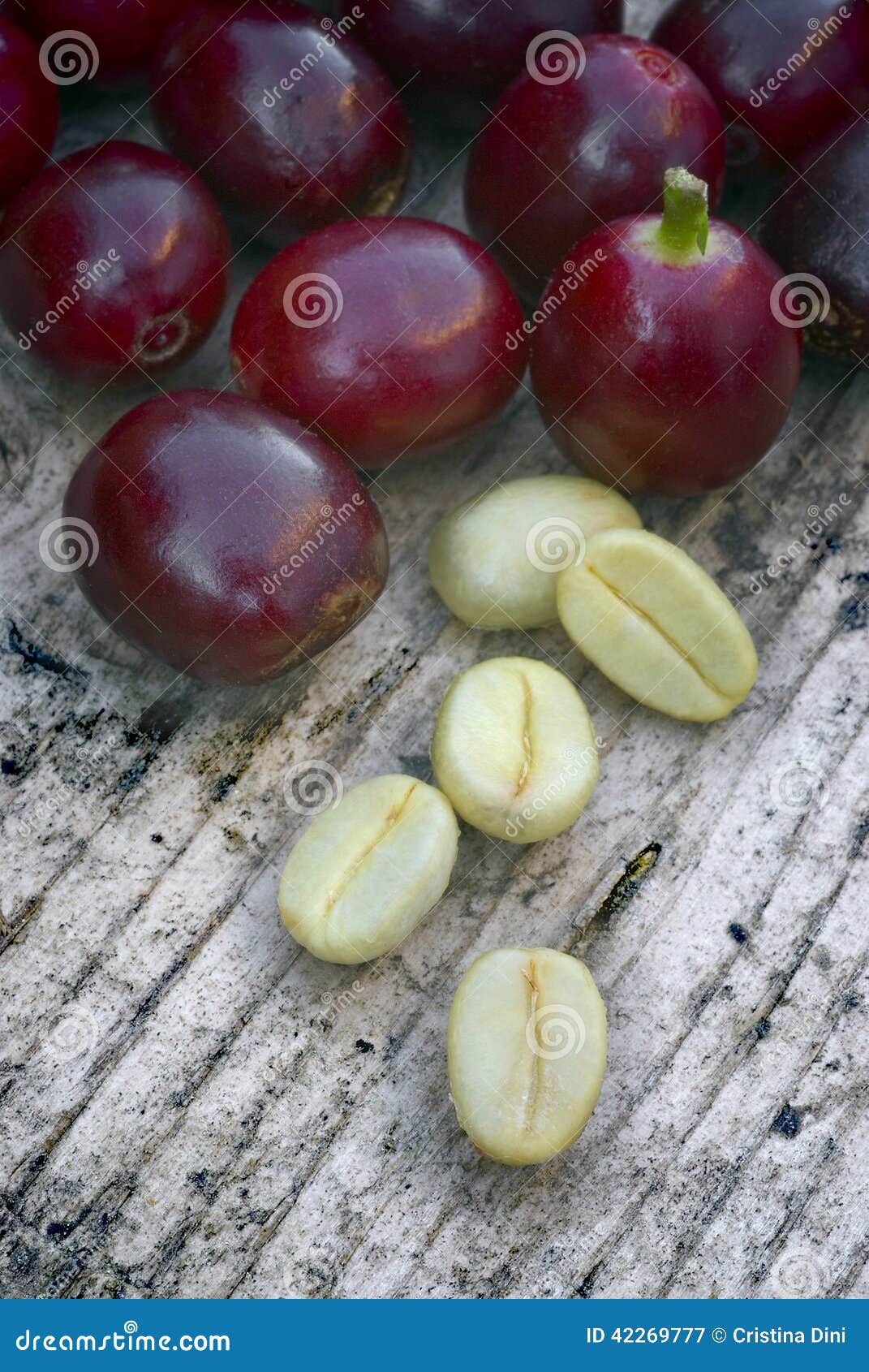 Coffea Arabica Plantation Stock Photography | CartoonDealer.com #147961184