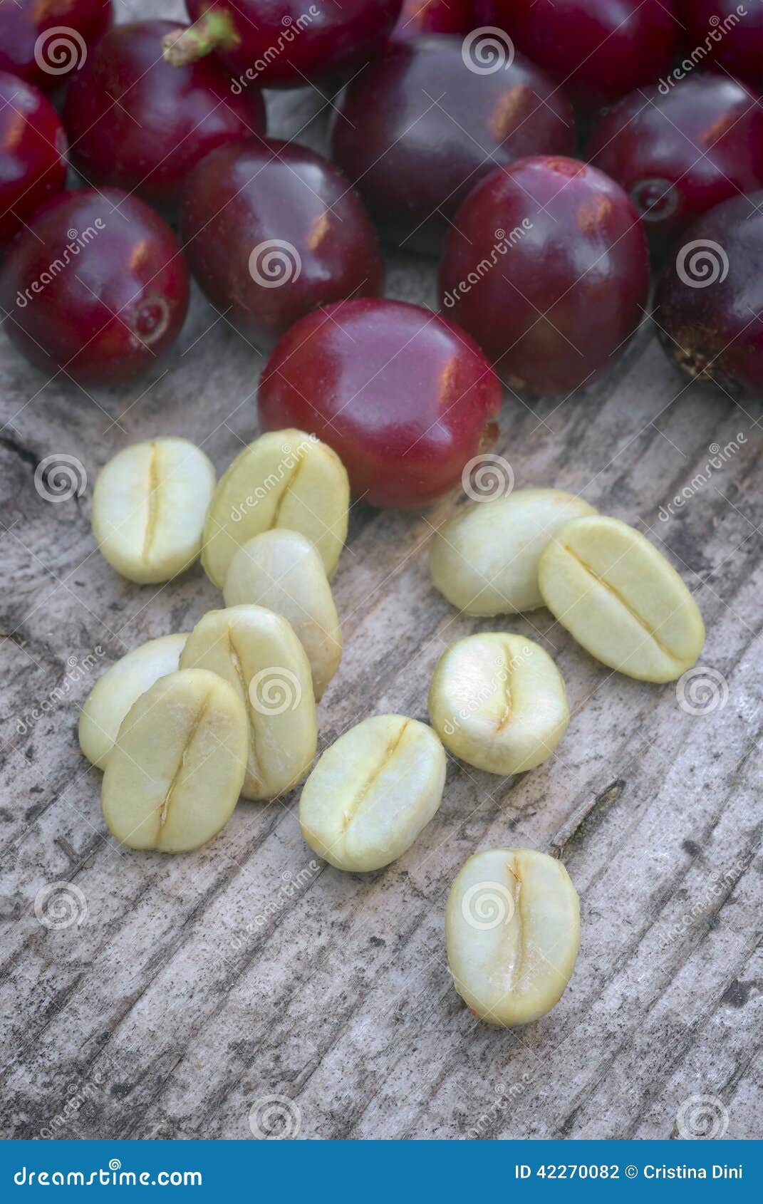 Coffea Arabica Plantation Stock Photography | CartoonDealer.com #147961184
