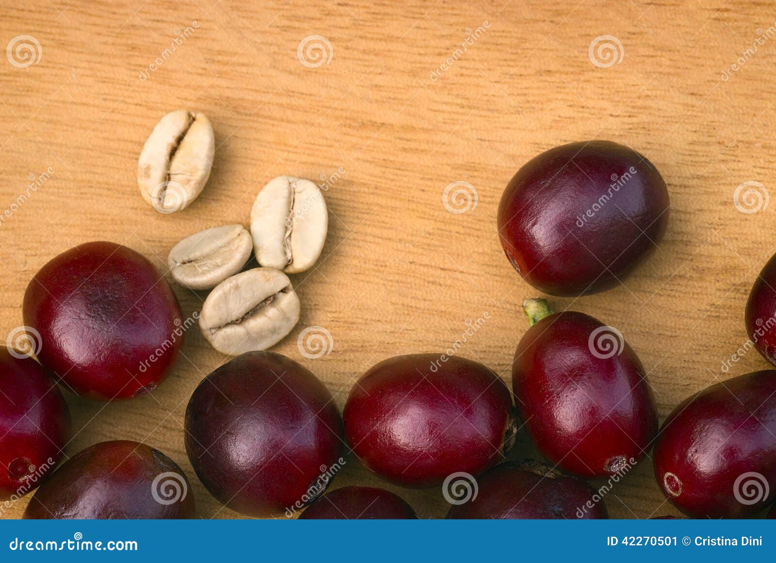 Coffea Arabica Bush With Ripening Arabica Coffee Beans Originally From ...