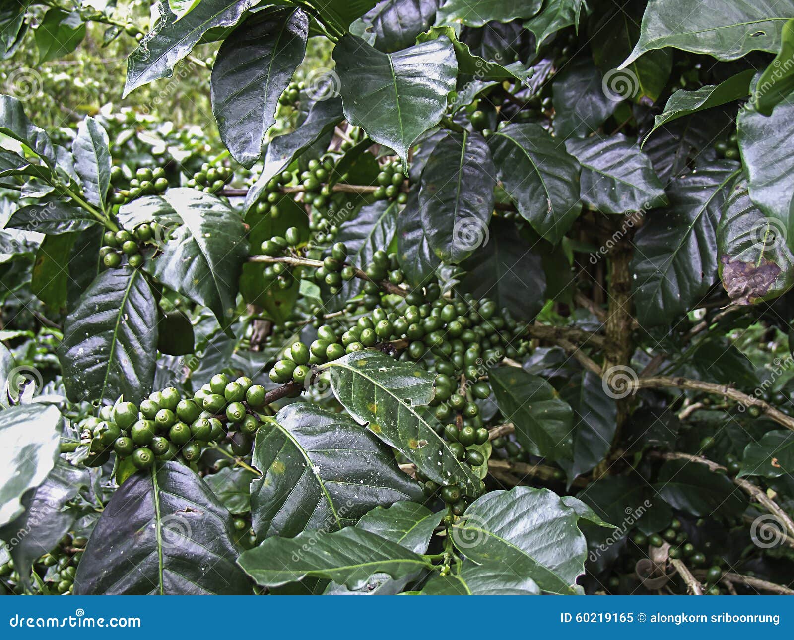 Green Coffee Bean, Coffee Tree with Beans Stock Image - Image of food ...