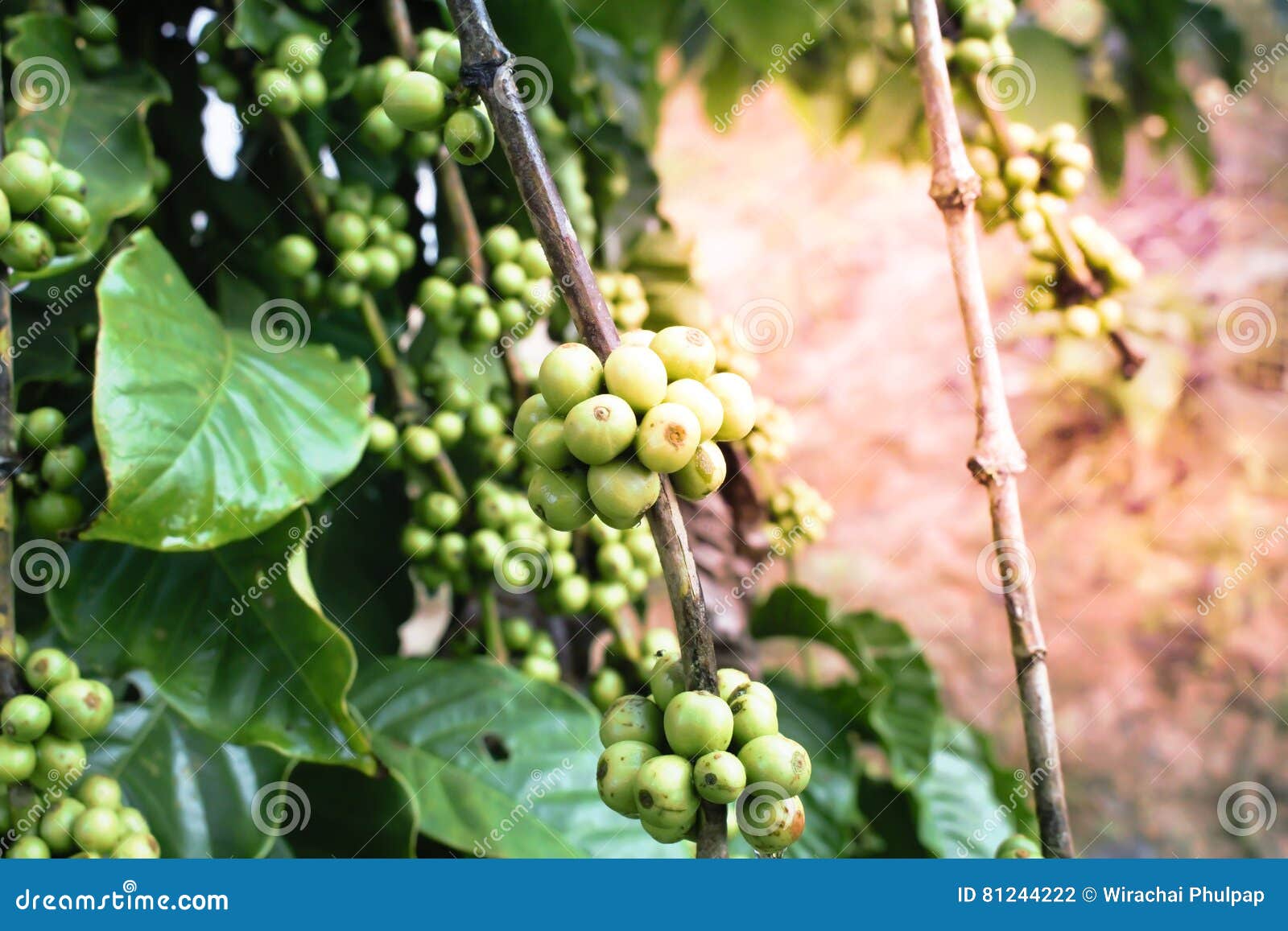 Green Coffee Bean on a Coffee Tree Stock Photo - Image of group, coffee ...