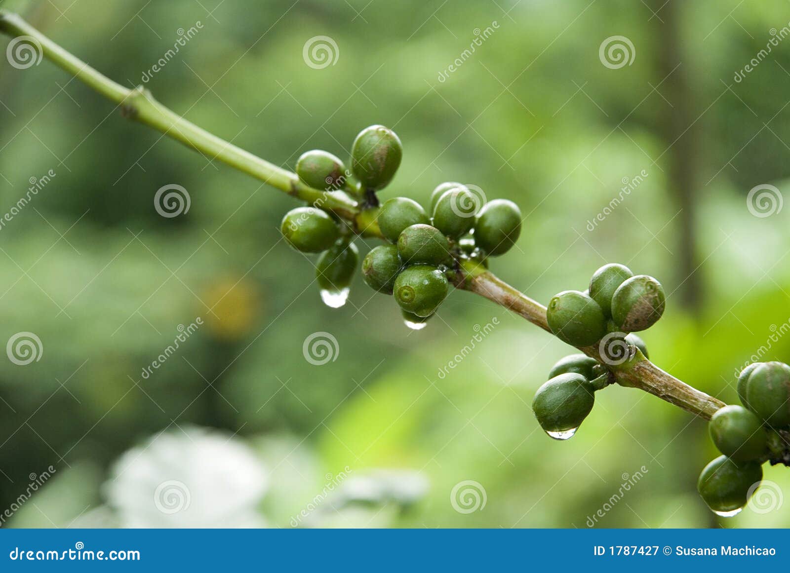 Green coffee beans stock image. Image of santa, closeup - 1787427