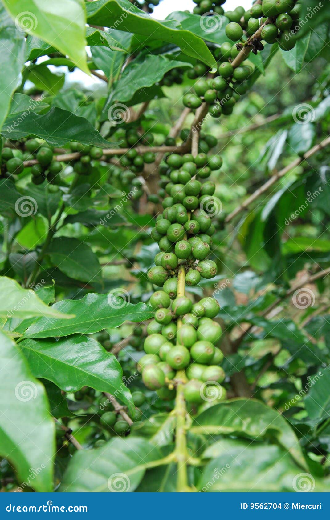 Green coffee beans stock photo. Image of beans, coffee - 9562704