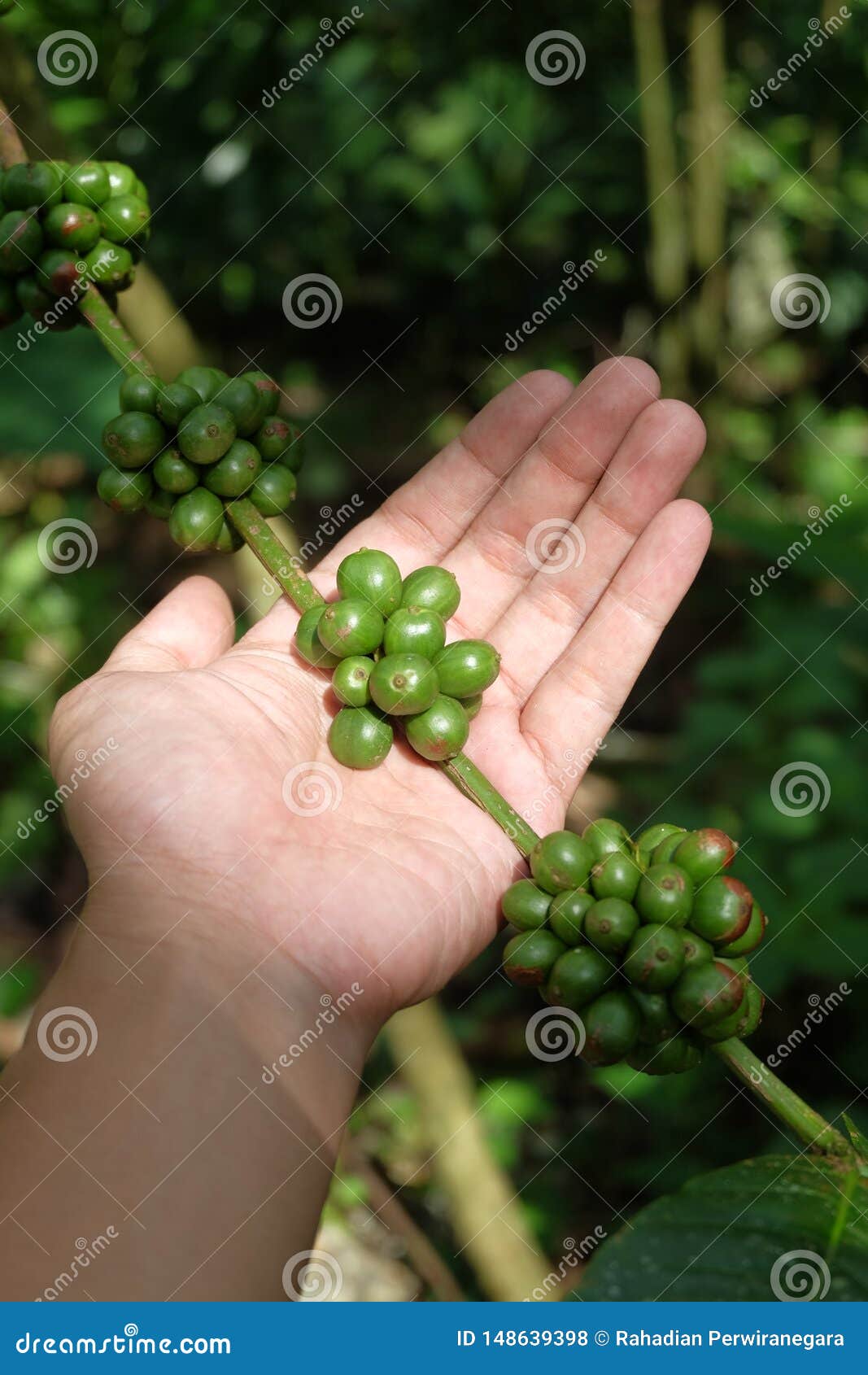 Green Coffee Beans Growing on the Branch Stock Photo - Image of flowers ...