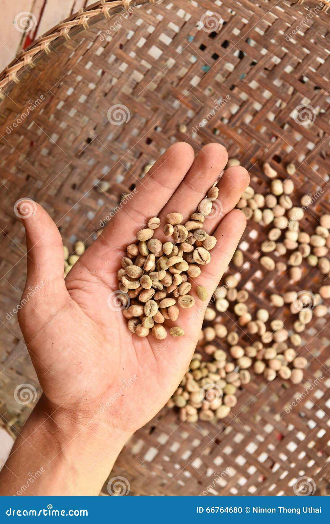 Green coffee beans in hand stock photo. Image of commerce - 66764680