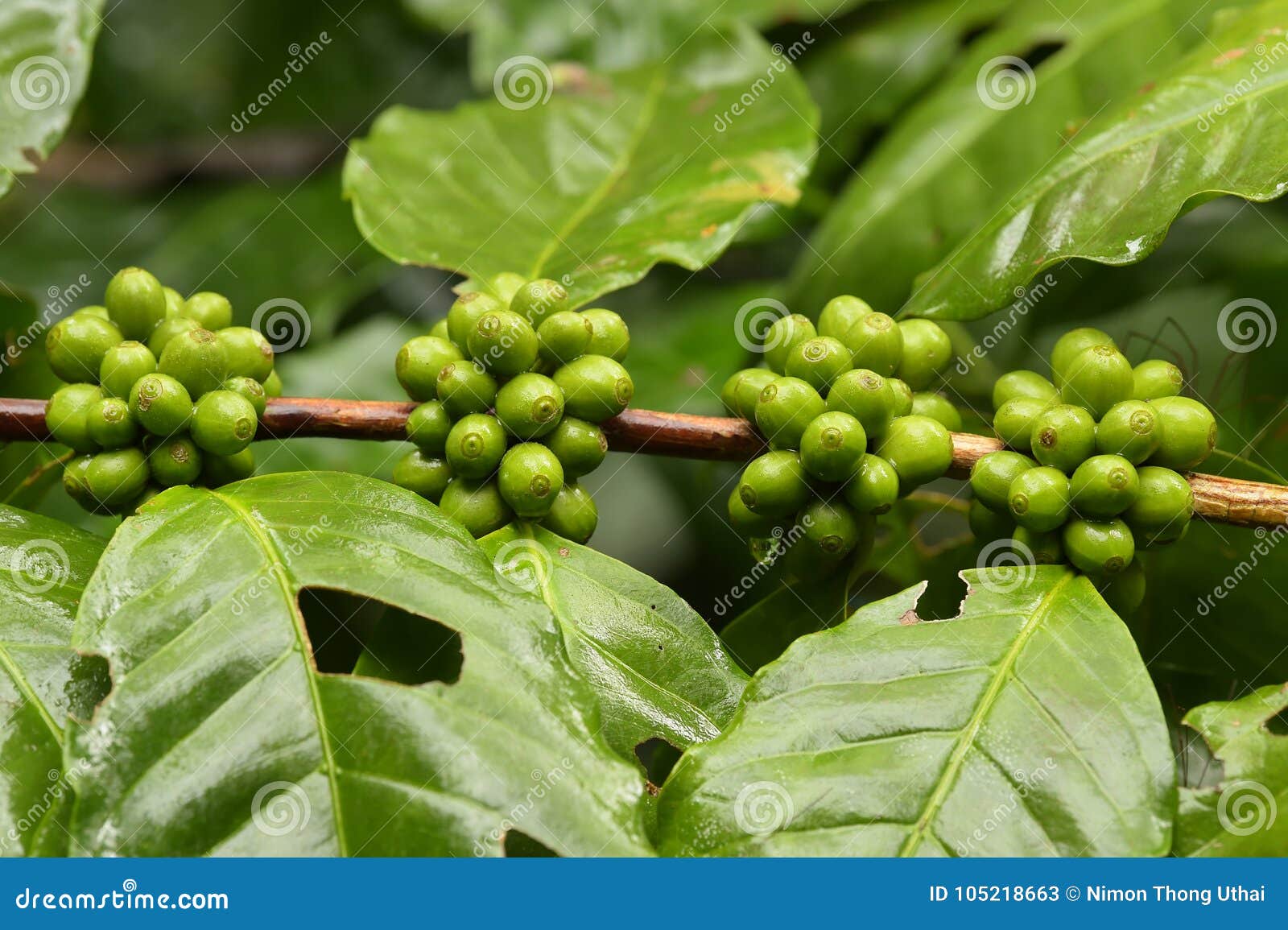Green coffee beans stock image. Image of industry, growing - 105218663