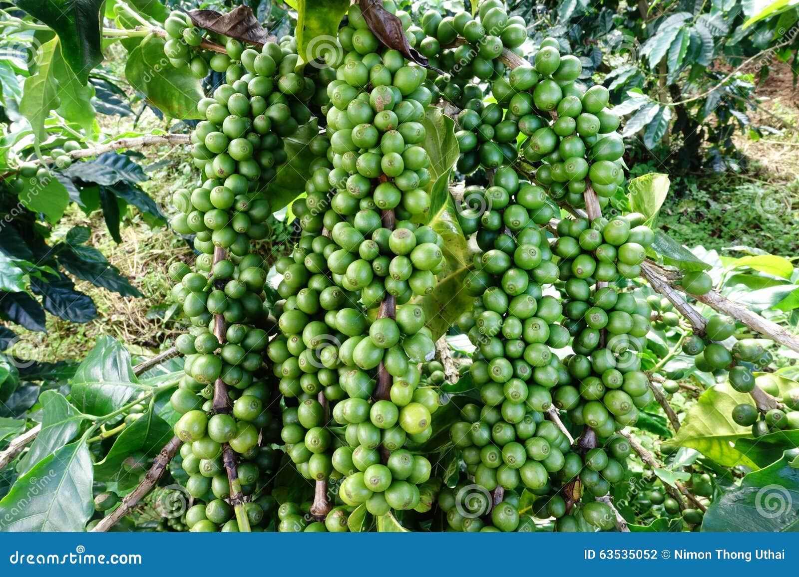 Green coffee beans on stem stock photo. Image of industry - 63535052