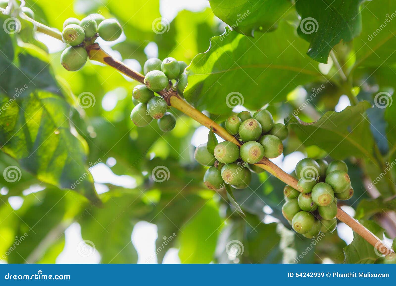Green coffee beans on stem stock image. Image of grow - 64242939